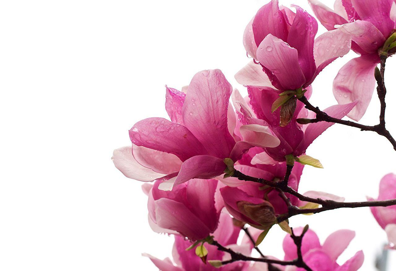 Magnolia Desktop Wallpapers - Top Free Magnolia Desktop Backgrounds ...