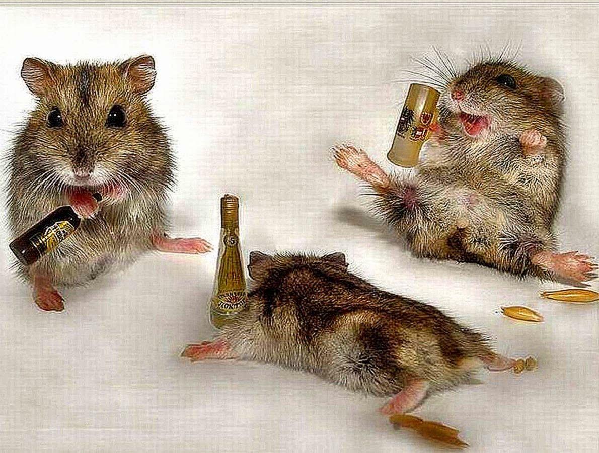 Funny Hamster Wallpapers - Top Free Funny Hamster Backgrounds ...