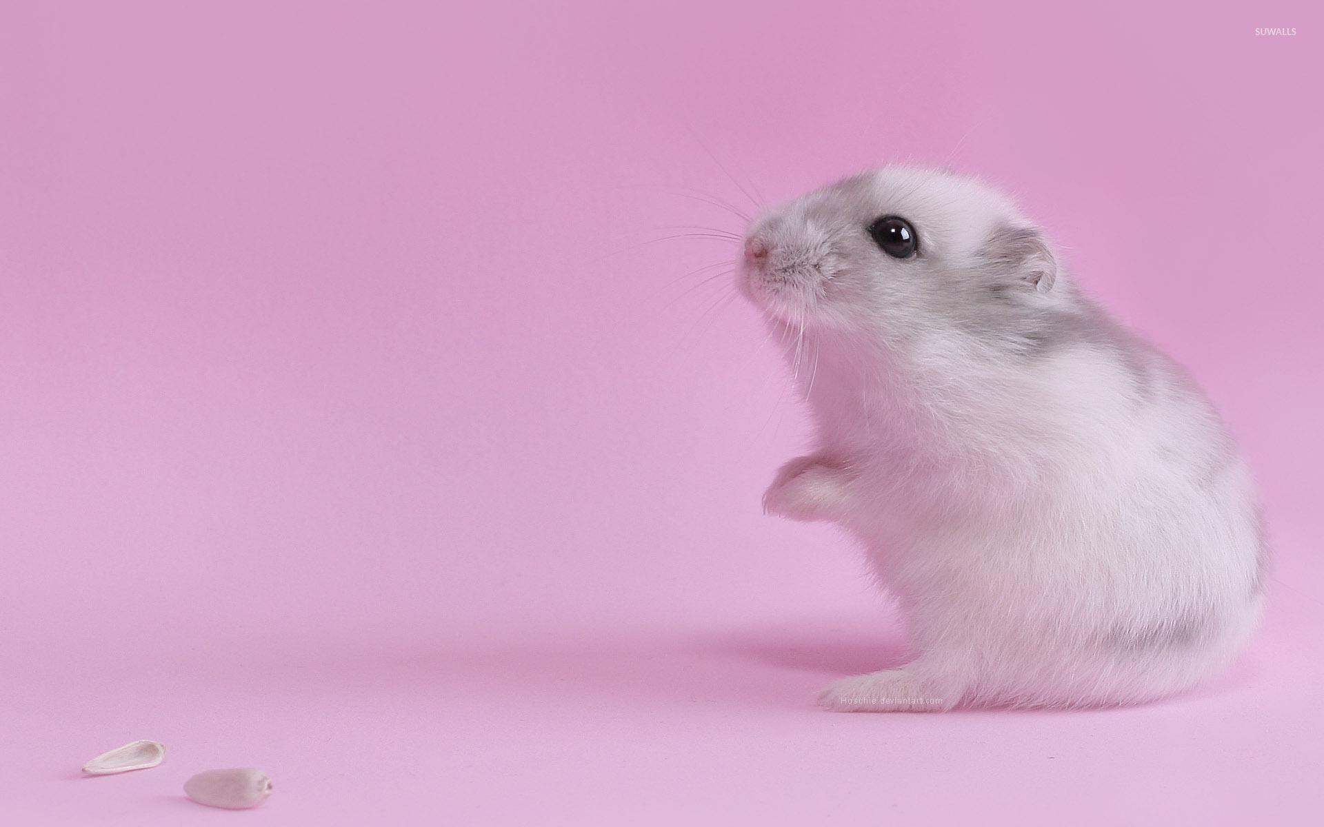 Funny Hamster Wallpapers - Top Free Funny Hamster Backgrounds ...