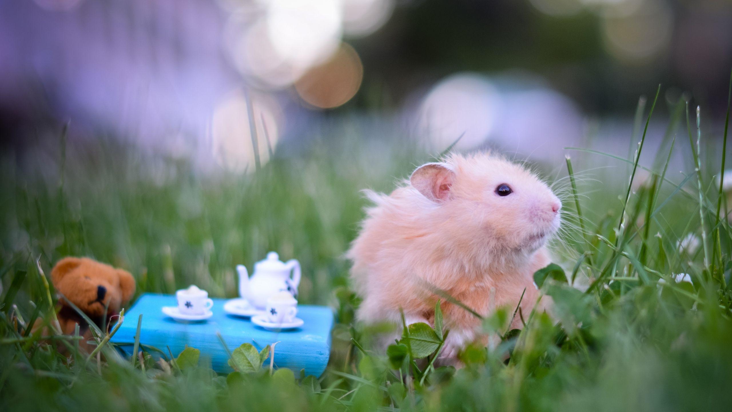 Baby Hamster Wallpapers - Top Free Baby Hamster Backgrounds ...