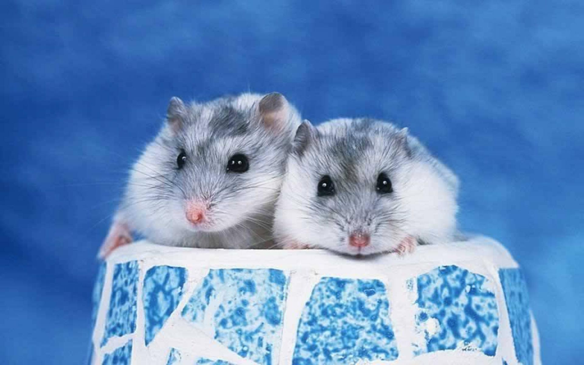 Baby Hamster Wallpapers - Top Free Baby Hamster Backgrounds ...