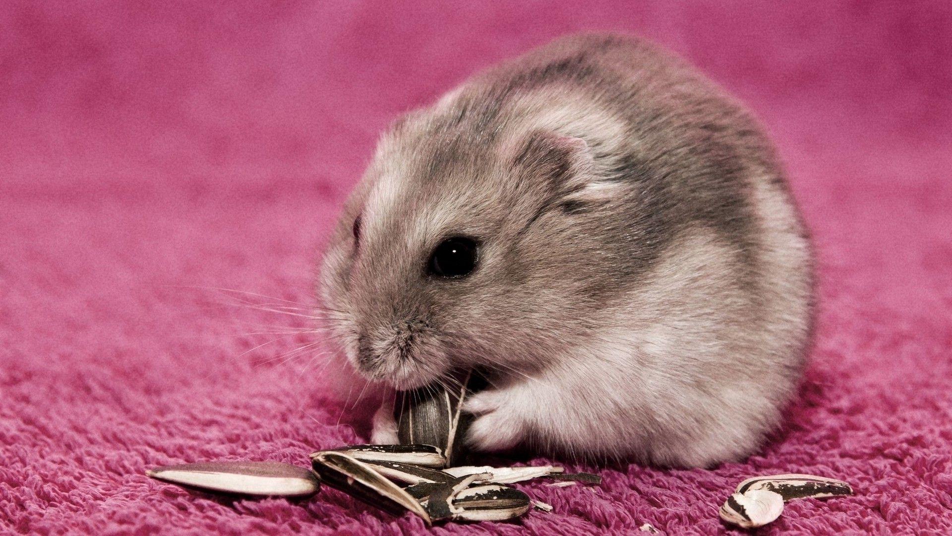 Baby Hamster Wallpapers - Top Free Baby Hamster Backgrounds ...