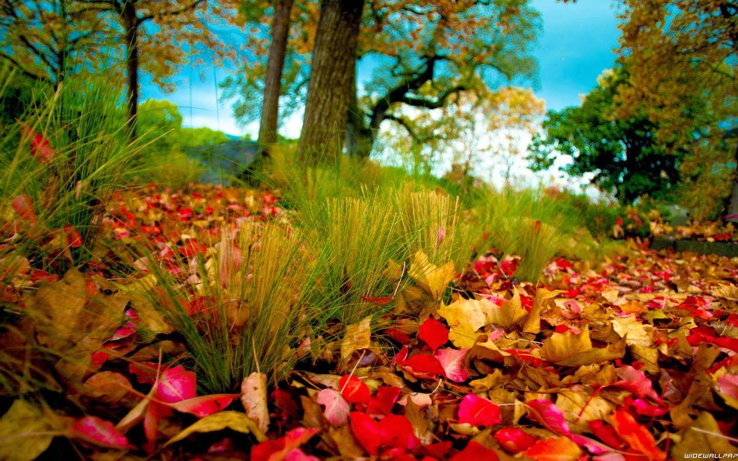 Nature Wedding Wallpapers - Top Free Nature Wedding Backgrounds ...