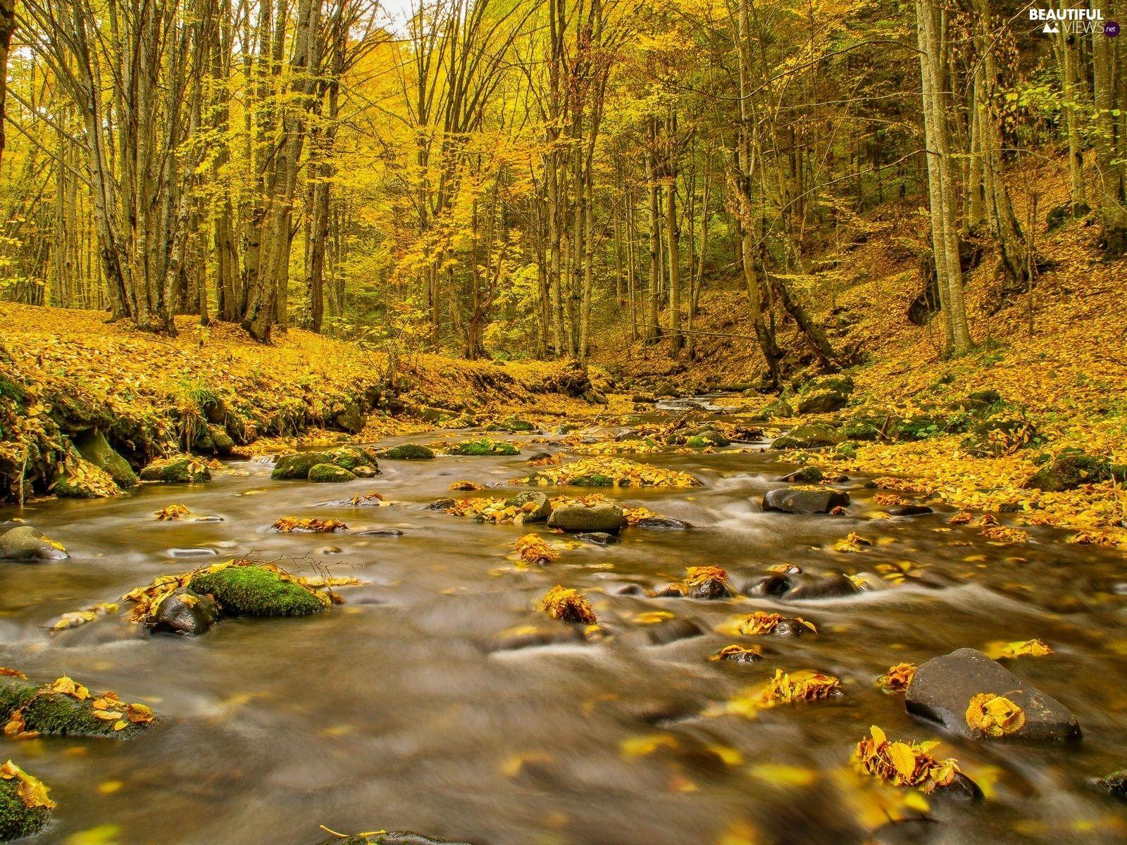 Autumn Stream Wallpapers - Top Free Autumn Stream Backgrounds ...