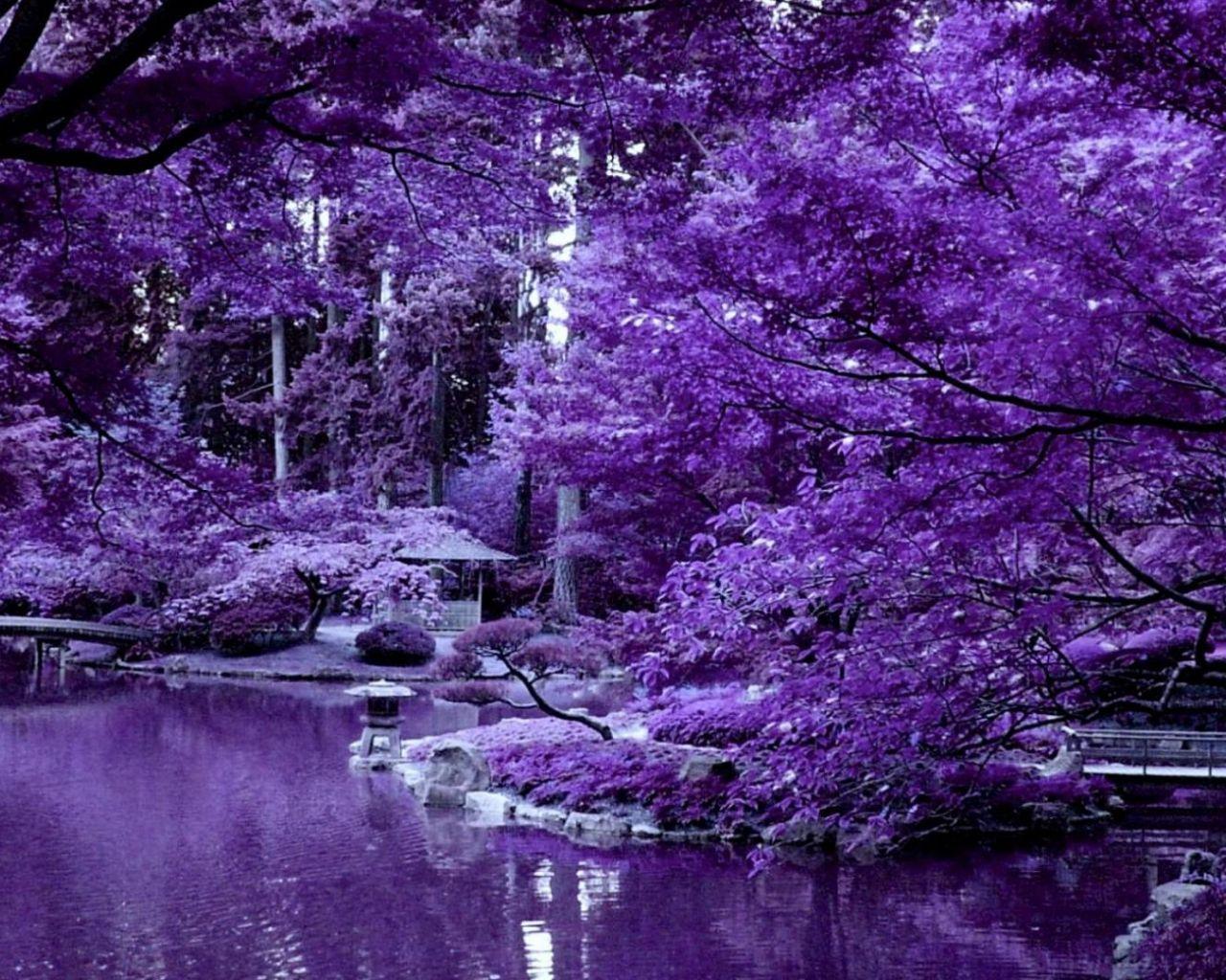 Japan Purple Wallpapers - Top Free Japan Purple Backgrounds ...