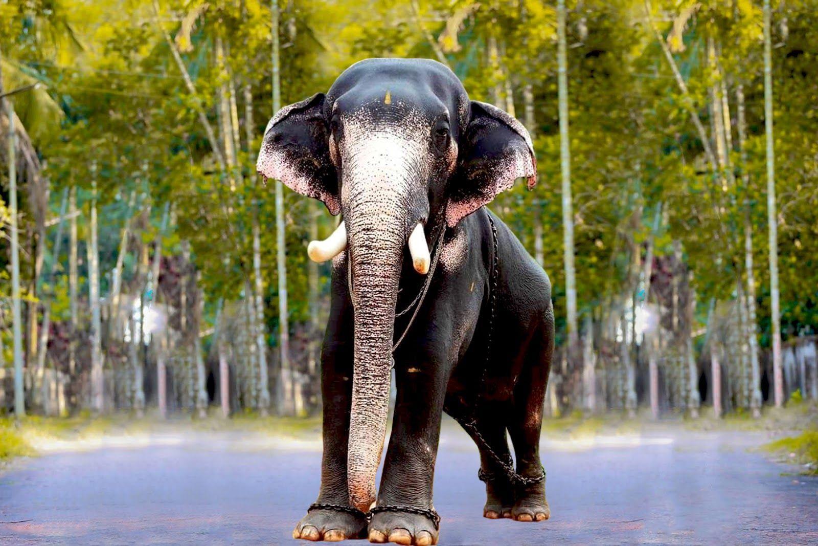 Kerala Elephant Wallpapers - Top Free Kerala Elephant Backgrounds ...