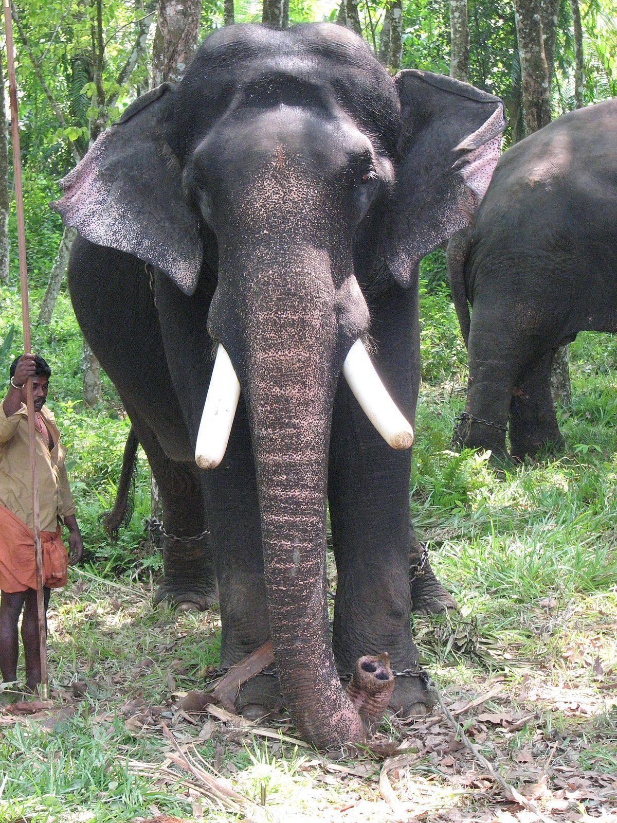 Kerala Elephant Wallpapers - Top Free Kerala Elephant Backgrounds ...