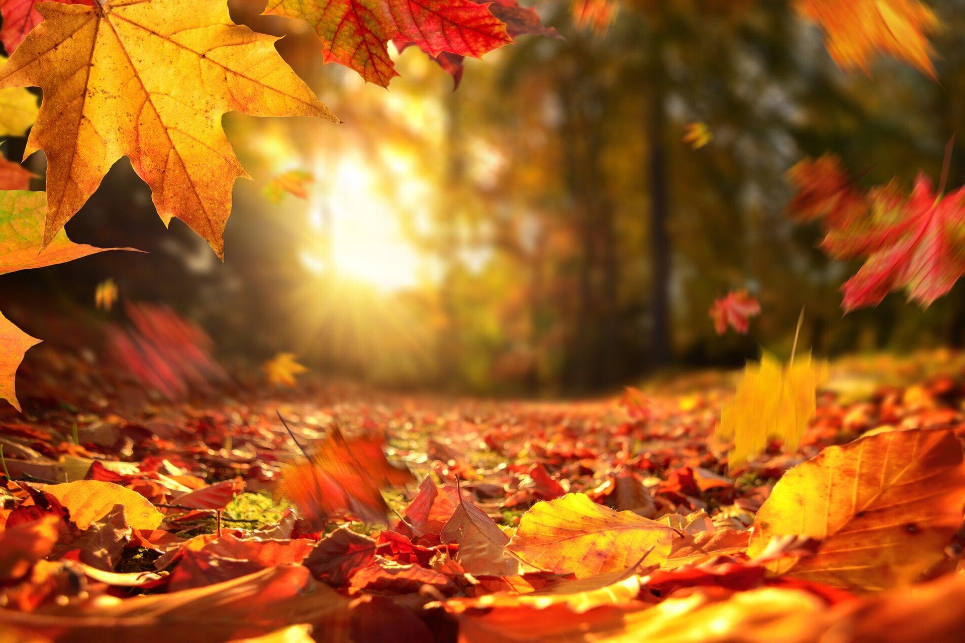 Colorful Leaves Wallpapers - Top Free Colorful Leaves Backgrounds ...