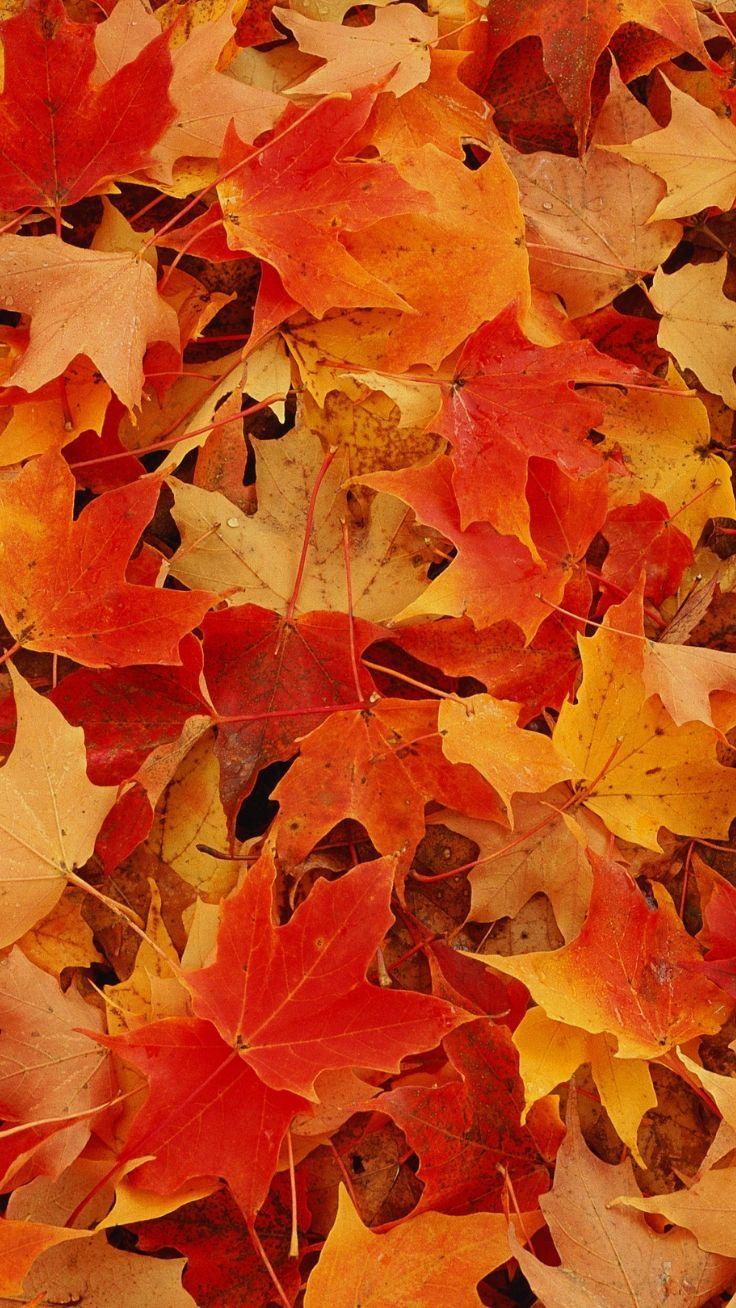 Autumn Leaves Phone Wallpapers - Top Free Autumn Leaves Phone ...