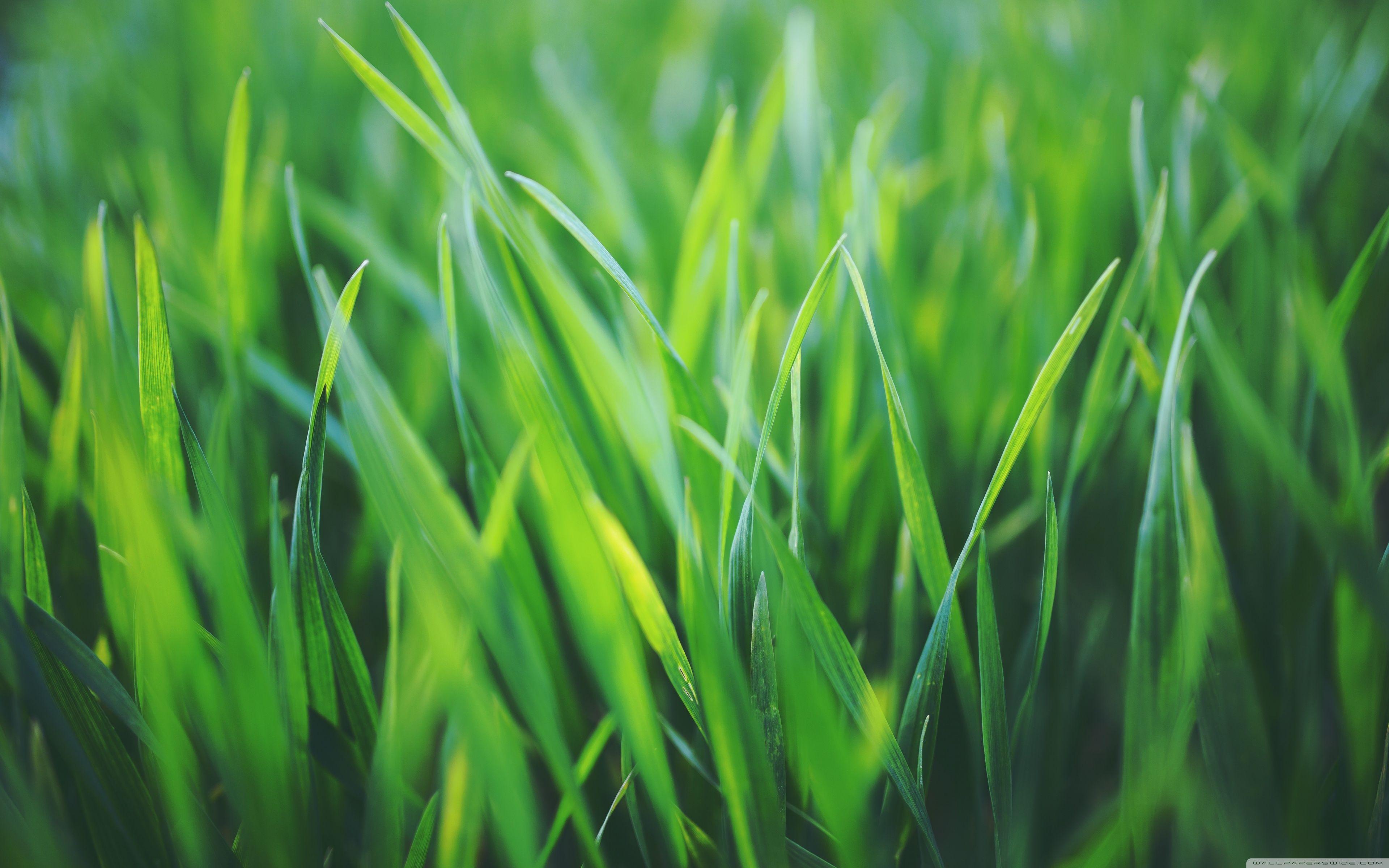 Spring Grass Wallpapers - Top Free Spring Grass Backgrounds ...