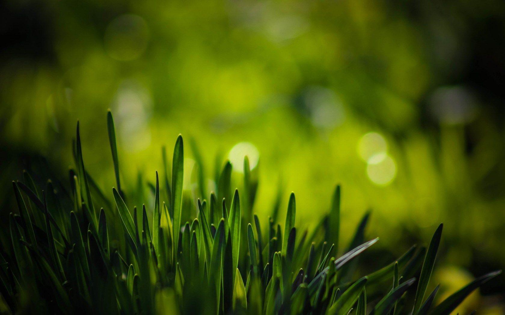 Spring Grass Wallpapers - Top Free Spring Grass Backgrounds ...