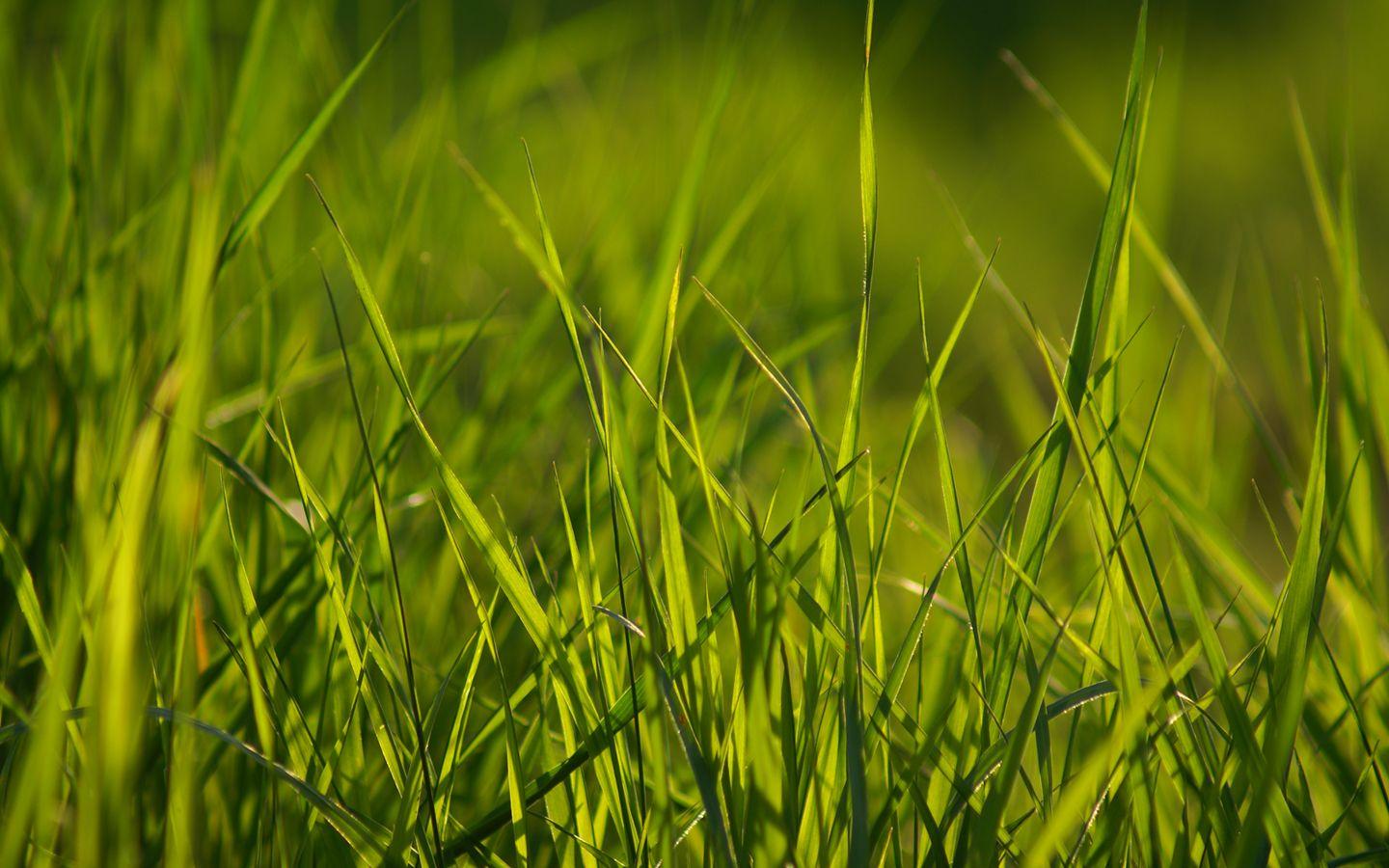Spring Grass Wallpapers - Top Free Spring Grass Backgrounds ...