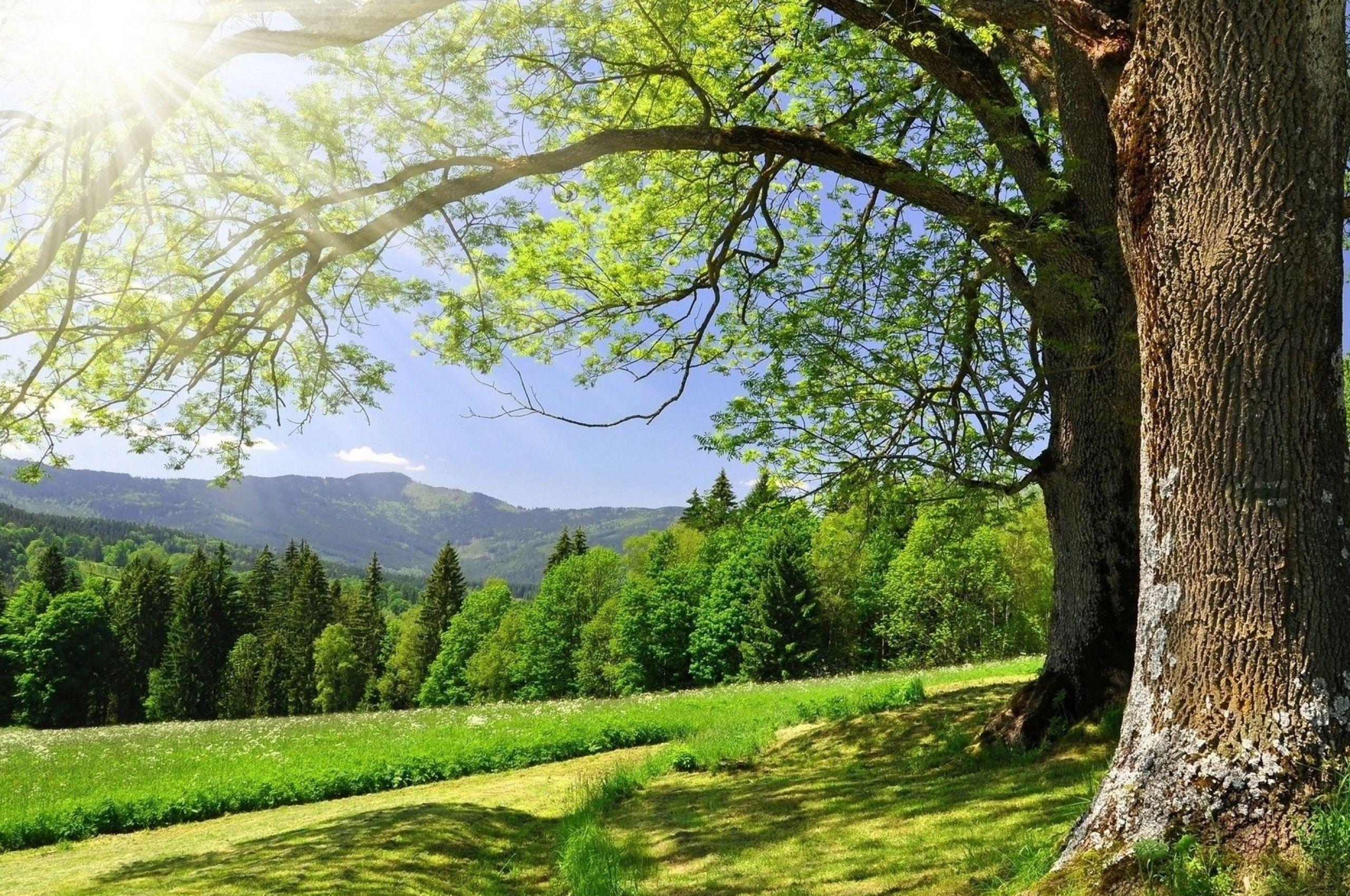 Spring Grass Wallpapers - Top Free Spring Grass Backgrounds ...