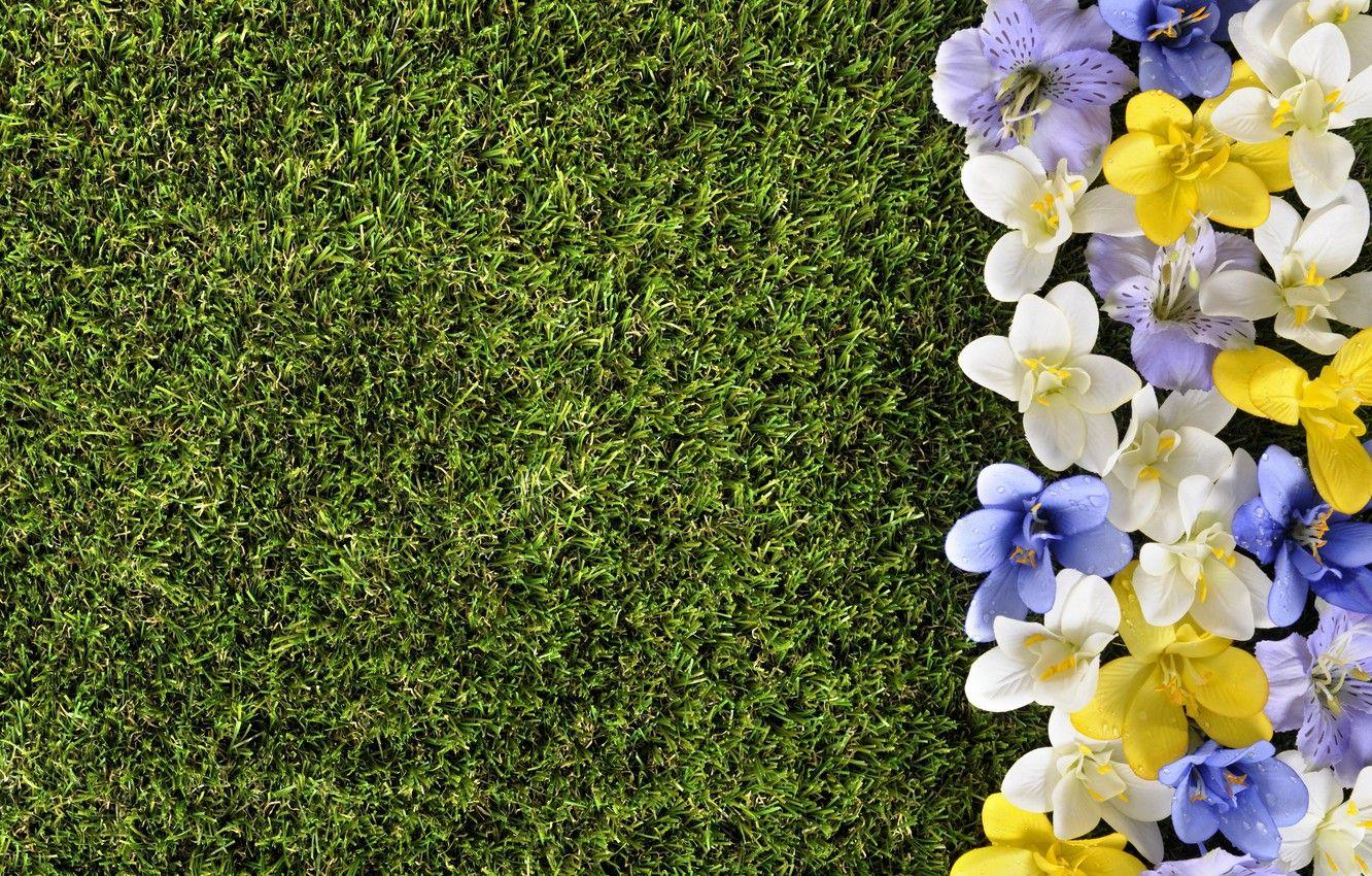 Spring Grass Wallpapers Top Free Spring Grass Backgrounds