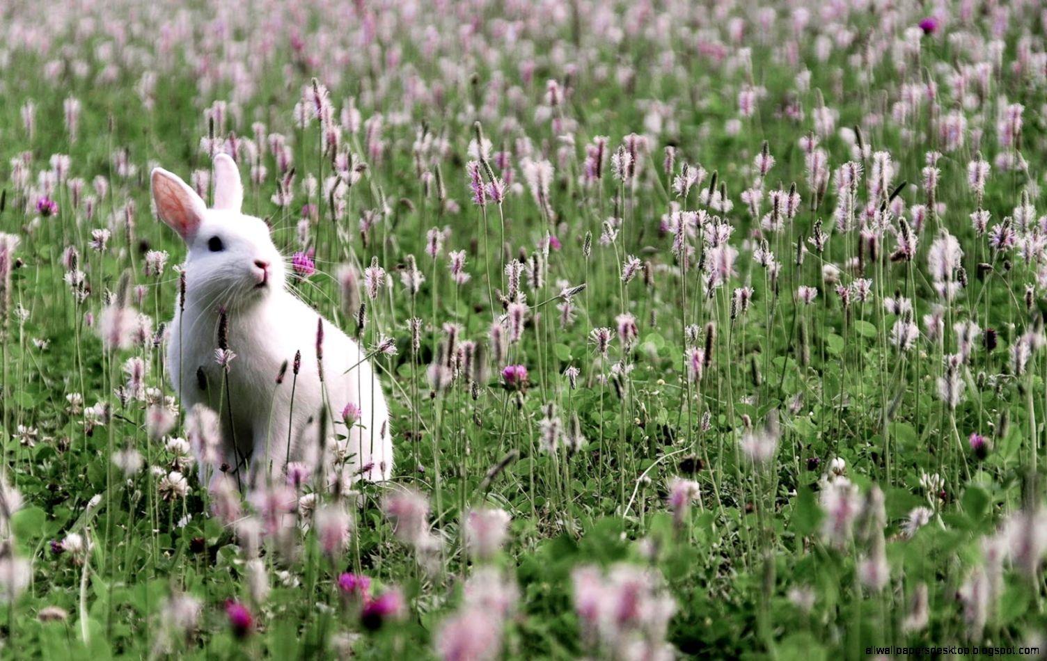 Spring Grass Wallpapers - Top Free Spring Grass Backgrounds ...