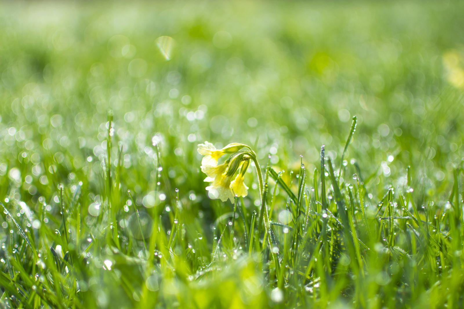 Spring Grass Wallpapers - Top Free Spring Grass Backgrounds ...