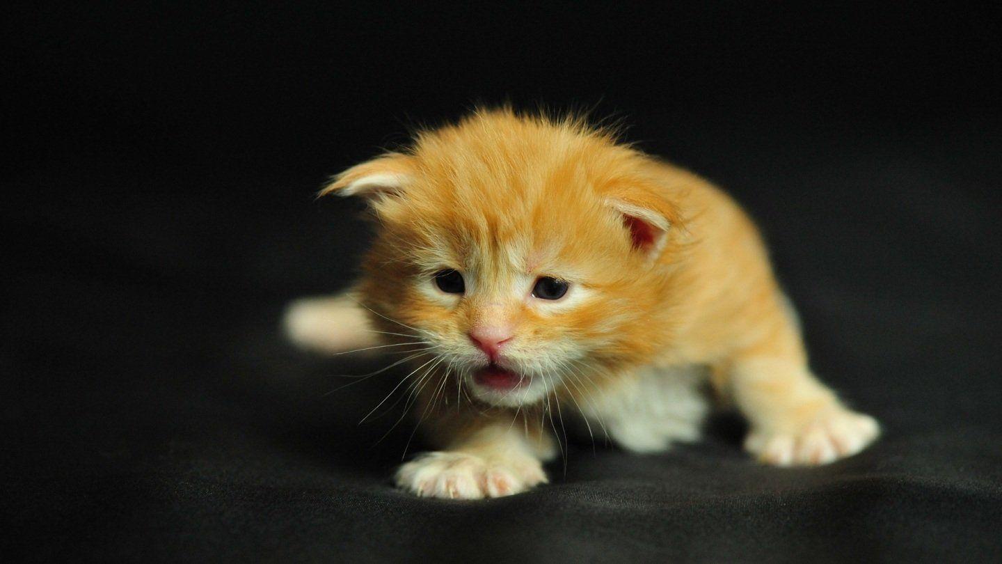 Minecraft Cat Wallpapers - Top Free Minecraft Cat Backgrounds ...