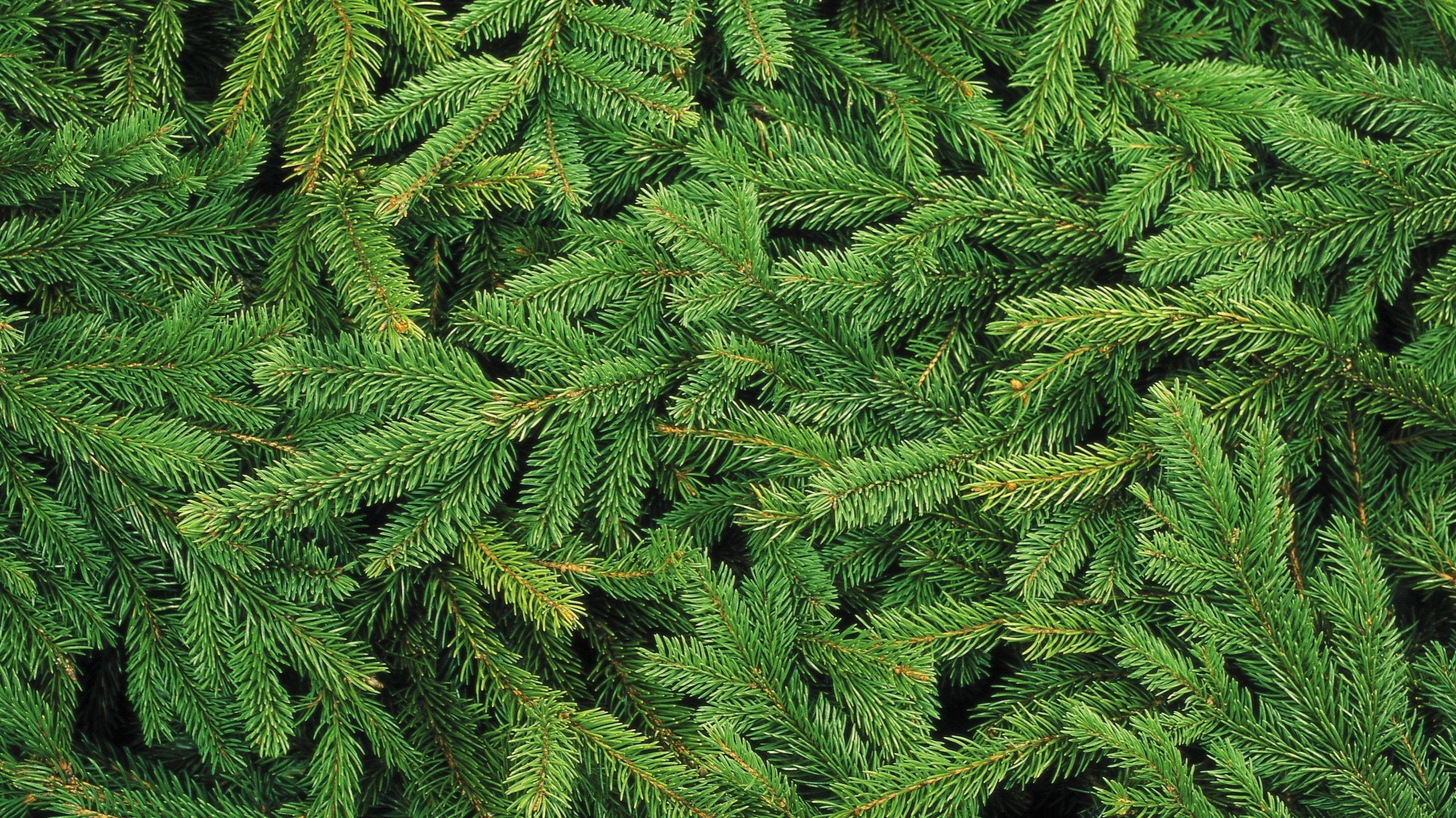 Christmas Leaves Wallpapers - Top Free Christmas Leaves Backgrounds ...