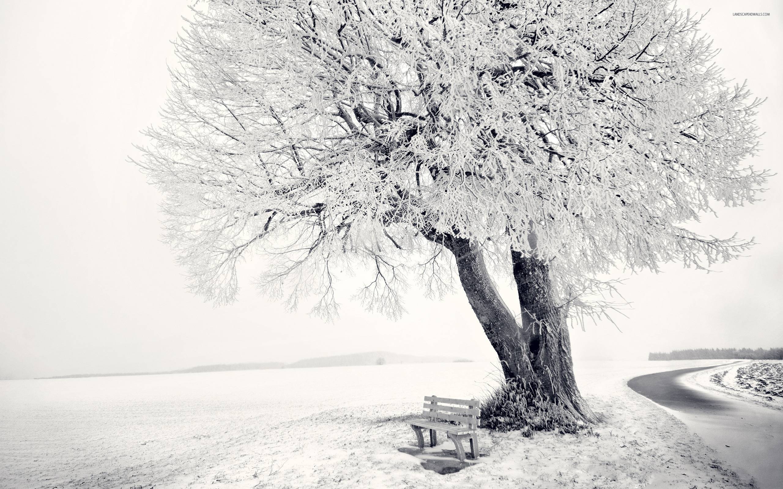 White Snow Tree Wallpapers - Top Free White Snow Tree Backgrounds ...