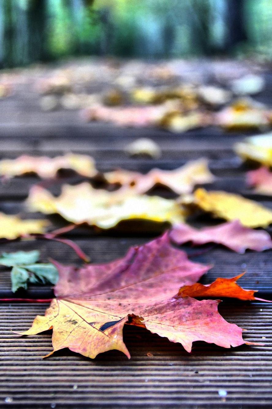 Colorful Leaves Wallpapers - Top Free Colorful Leaves Backgrounds ...