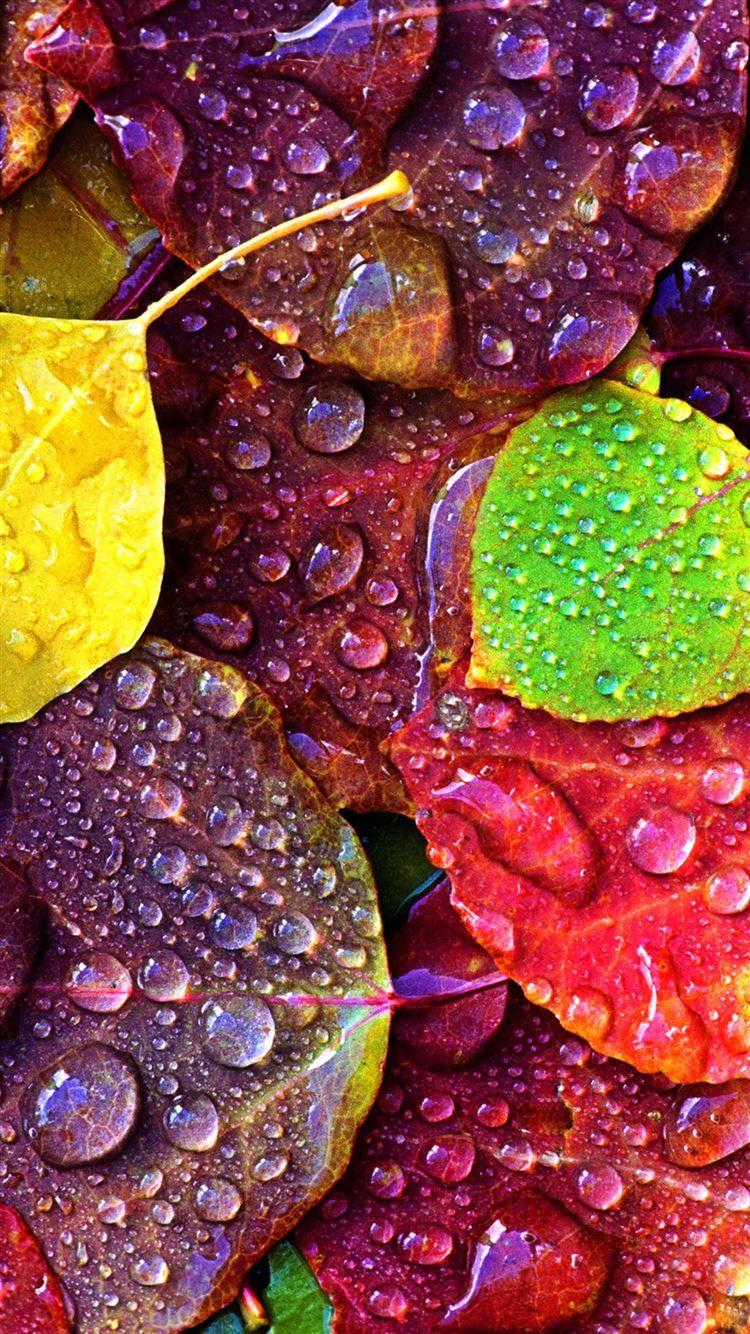 Colorful Leaves Wallpapers - Top Free Colorful Leaves Backgrounds ...