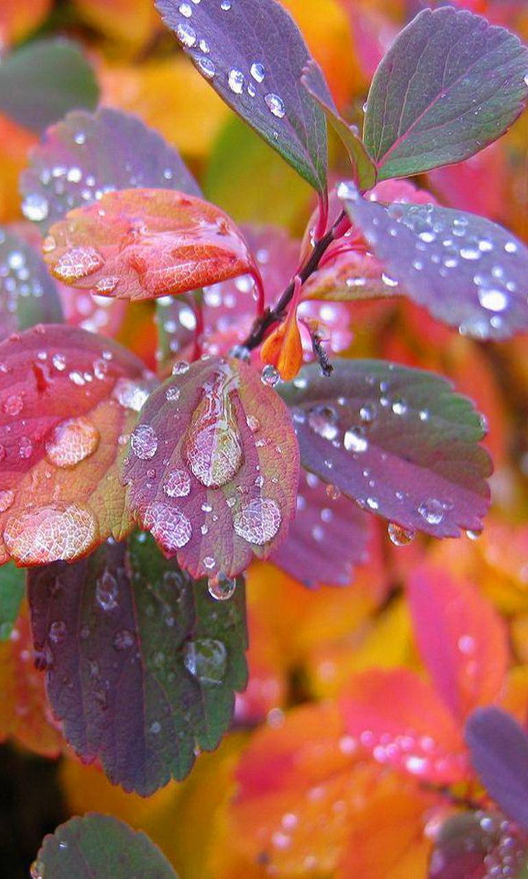 Colorful Leaves Wallpapers - Top Free Colorful Leaves Backgrounds ...