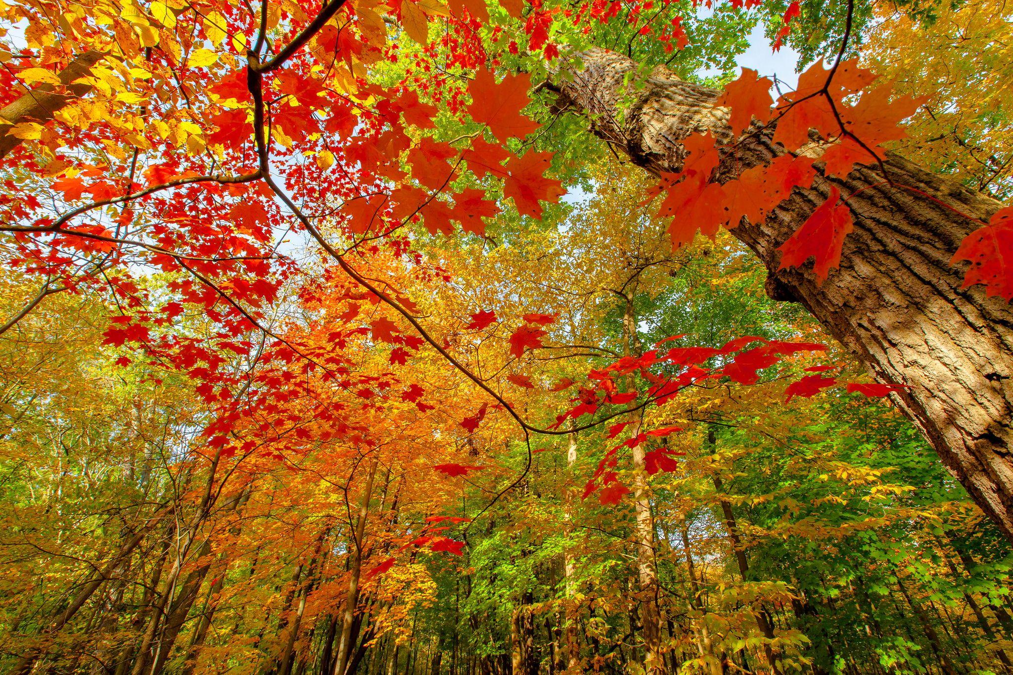 Colorful Leaves Wallpapers - Top Free Colorful Leaves Backgrounds ...