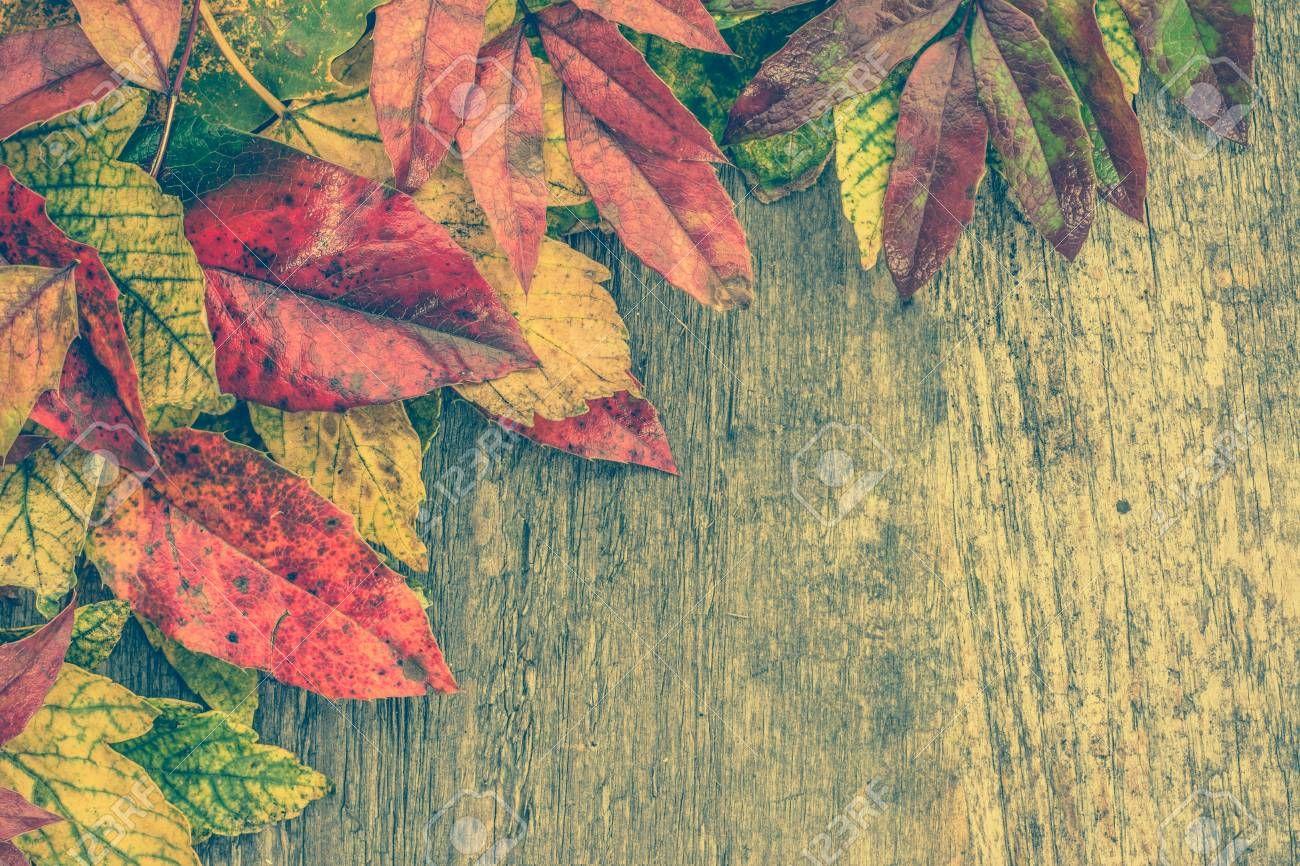 Colorful Leaves Wallpapers - Top Free Colorful Leaves Backgrounds ...