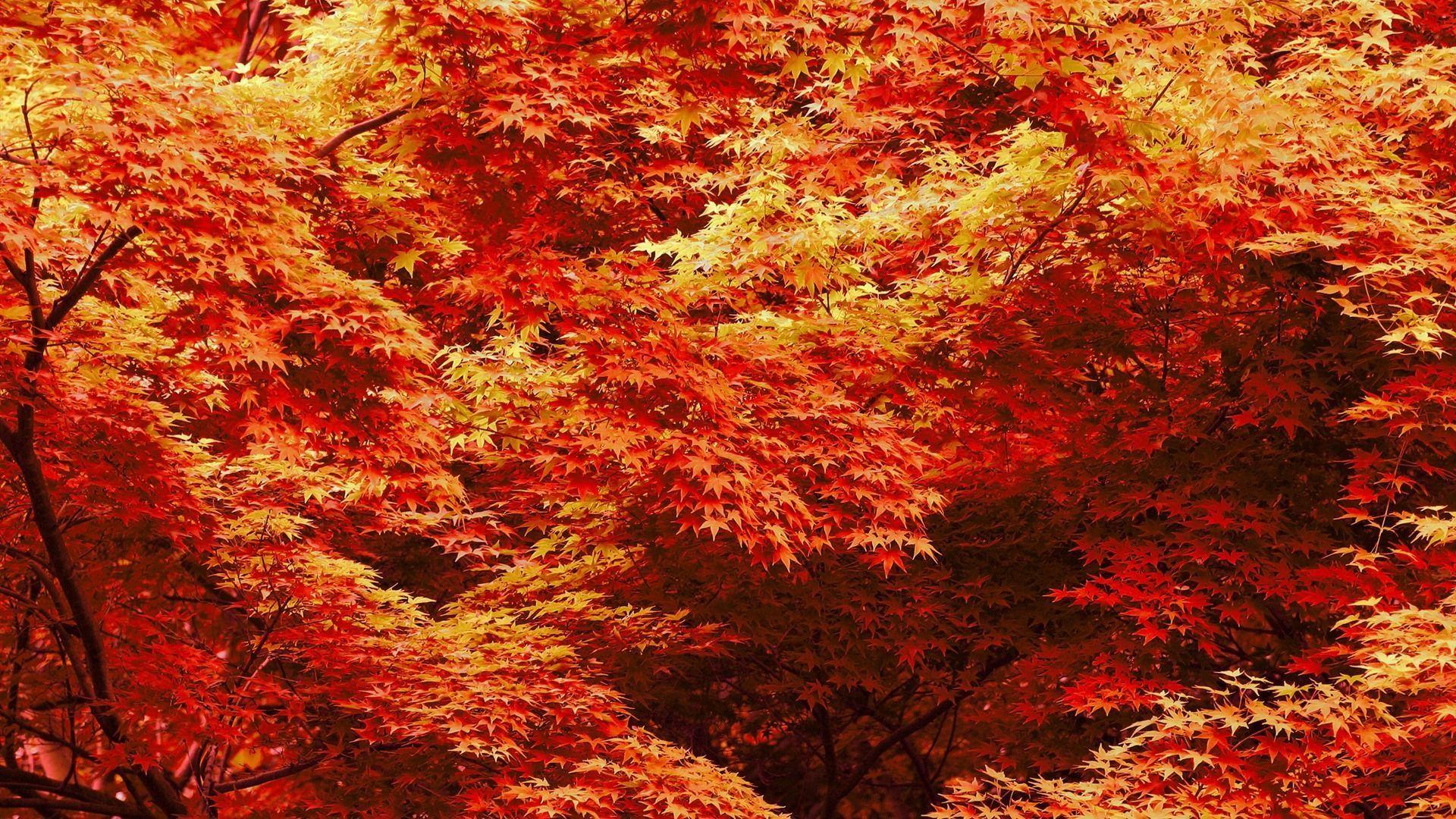 Japanese Fall Wallpapers - Top Free Japanese Fall Backgrounds ...