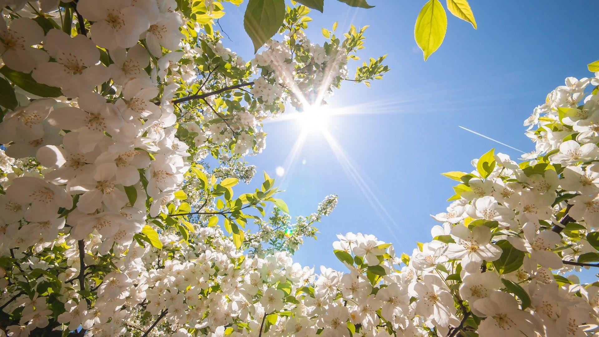 Springtime Wallpapers - Top Free Springtime Backgrounds - WallpaperAccess