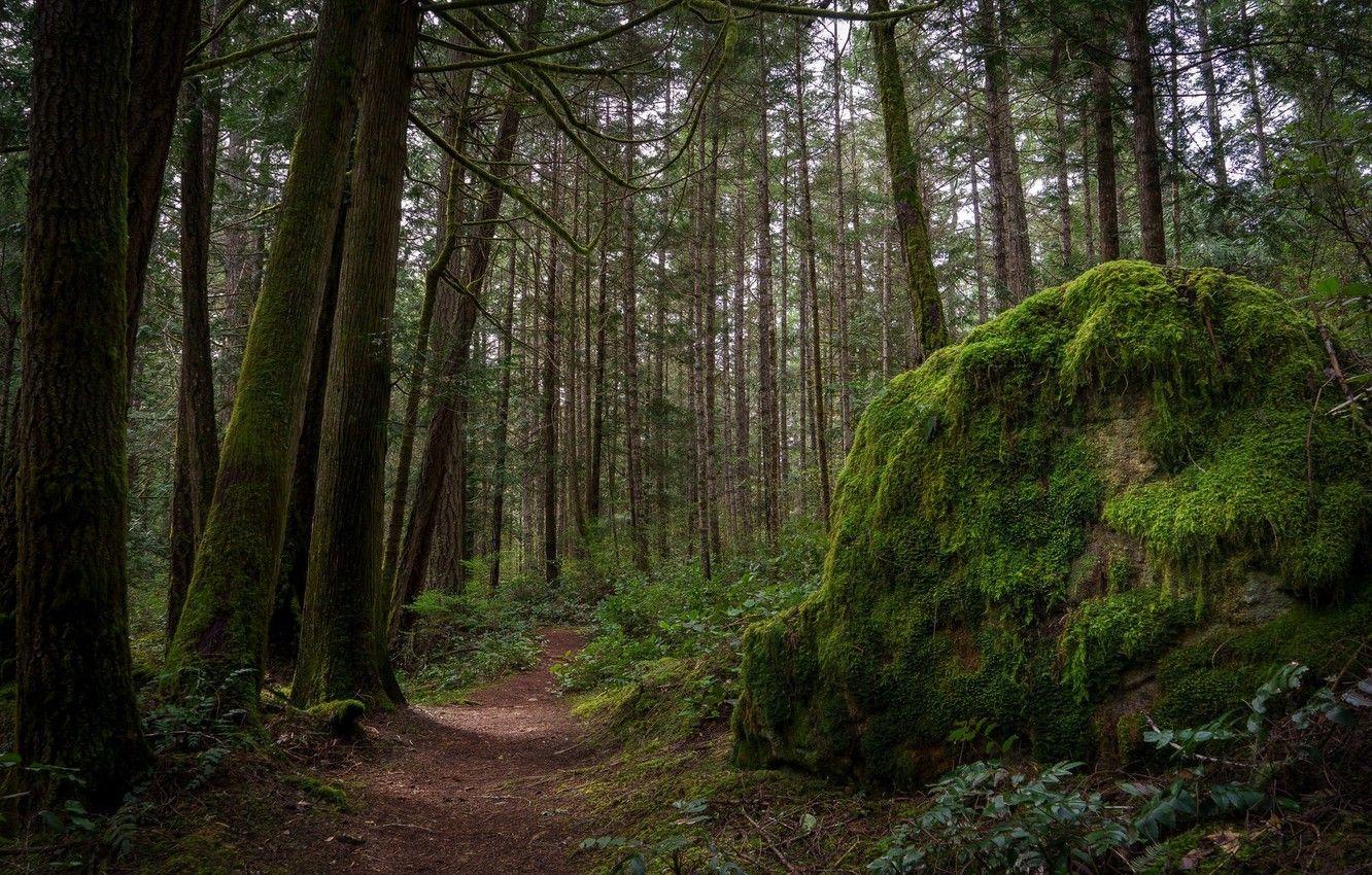 Wood Landscape Wallpapers - Top Free Wood Landscape Backgrounds ...