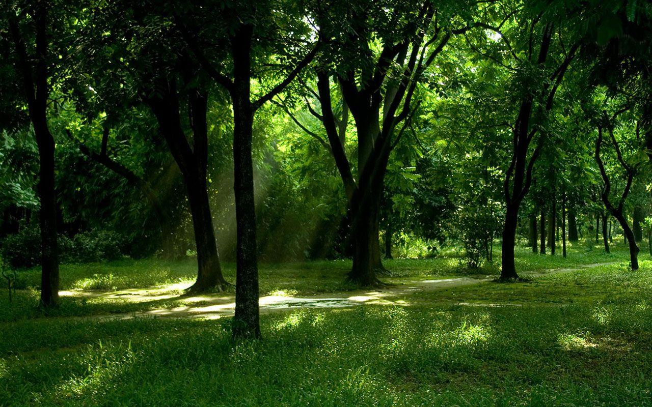 Wood Landscape Wallpapers - Top Free Wood Landscape Backgrounds ...