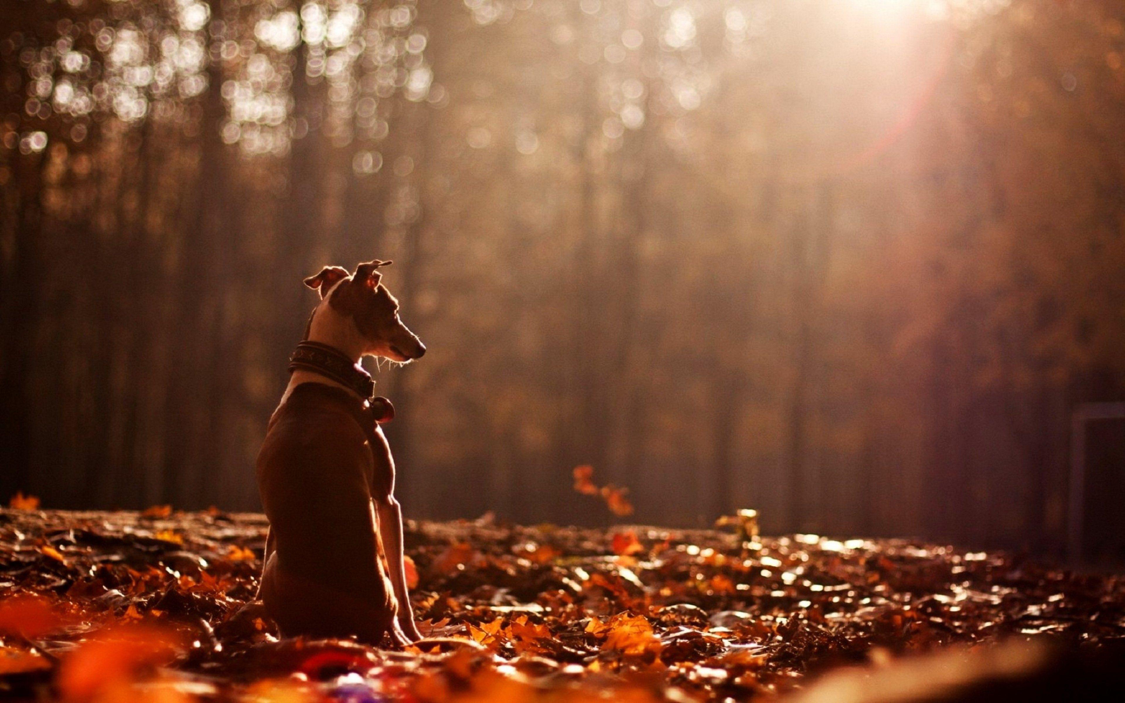 Cute Autumn Dog Wallpapers - Top Free Cute Autumn Dog Backgrounds ...