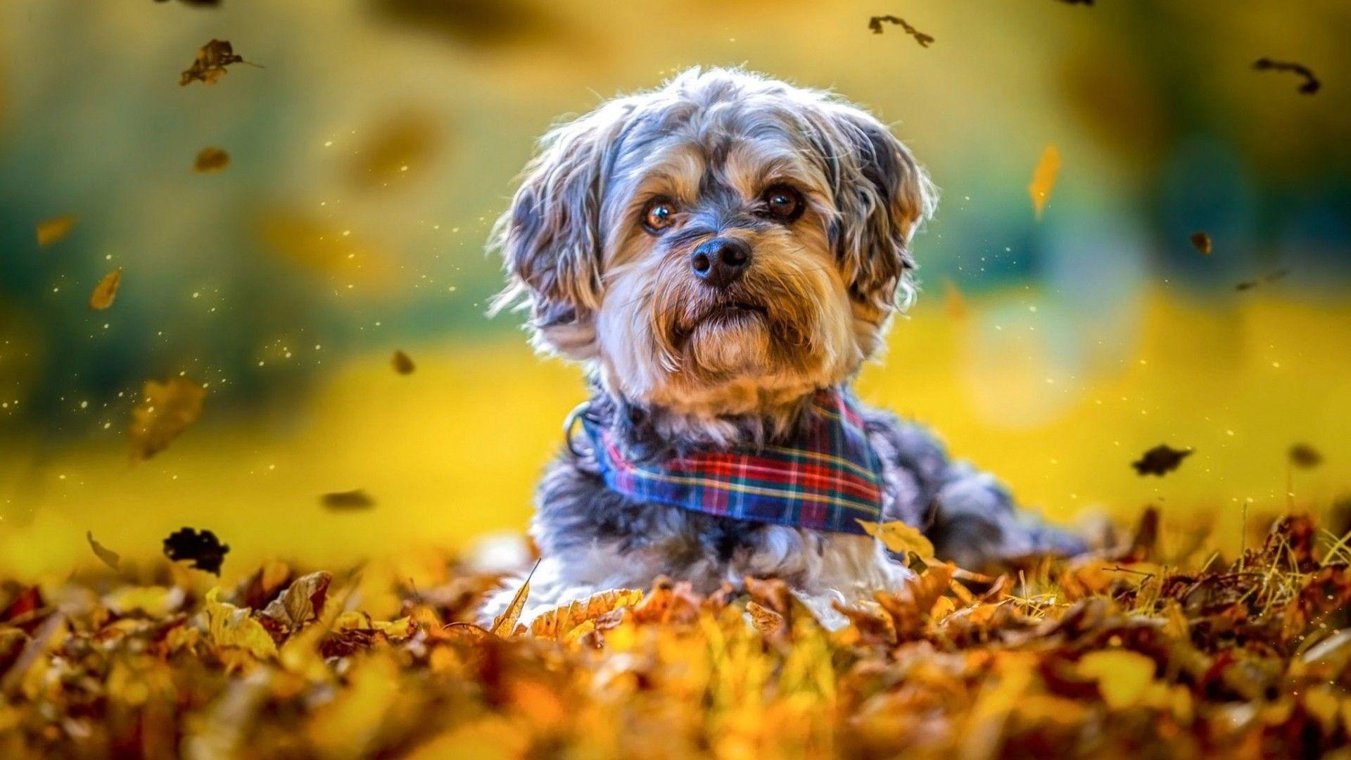 Cute Animal Autumn Wallpapers - Top Free Cute Animal Autumn Backgrounds ...