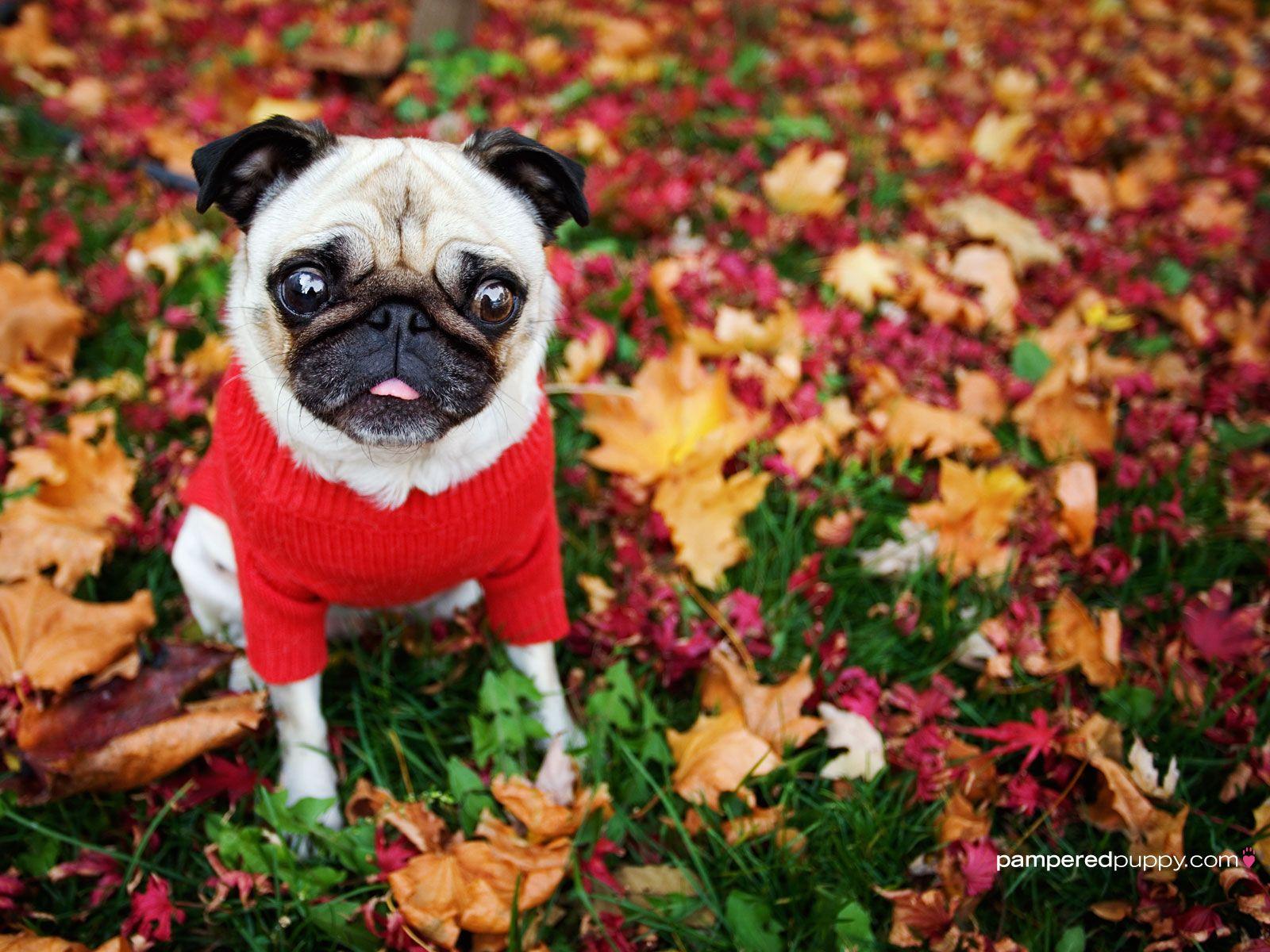 Funny Autumn Wallpapers - Top Free Funny Autumn Backgrounds ...