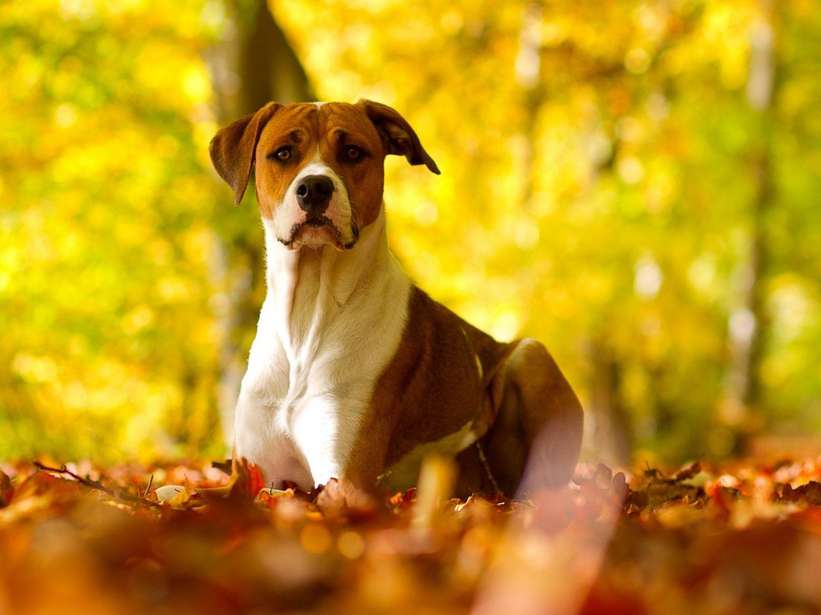 Cute Autumn Dog Wallpapers - Top Free Cute Autumn Dog Backgrounds ...