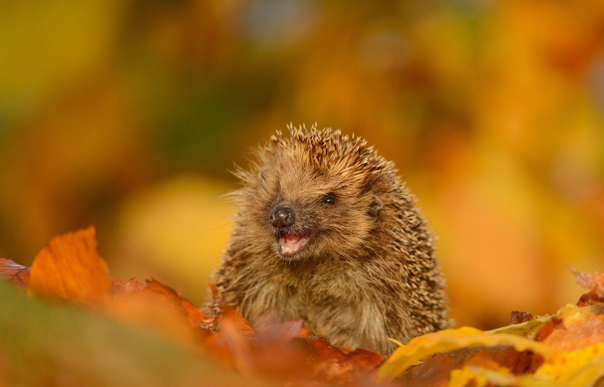 Cute Animal Autumn Wallpapers - Top Free Cute Animal Autumn Backgrounds ...