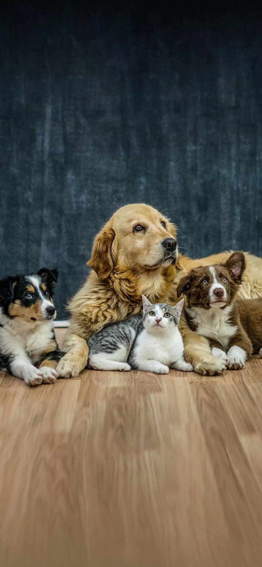 Cute Animal Friends Wallpapers - Top Free Cute Animal Friends ...