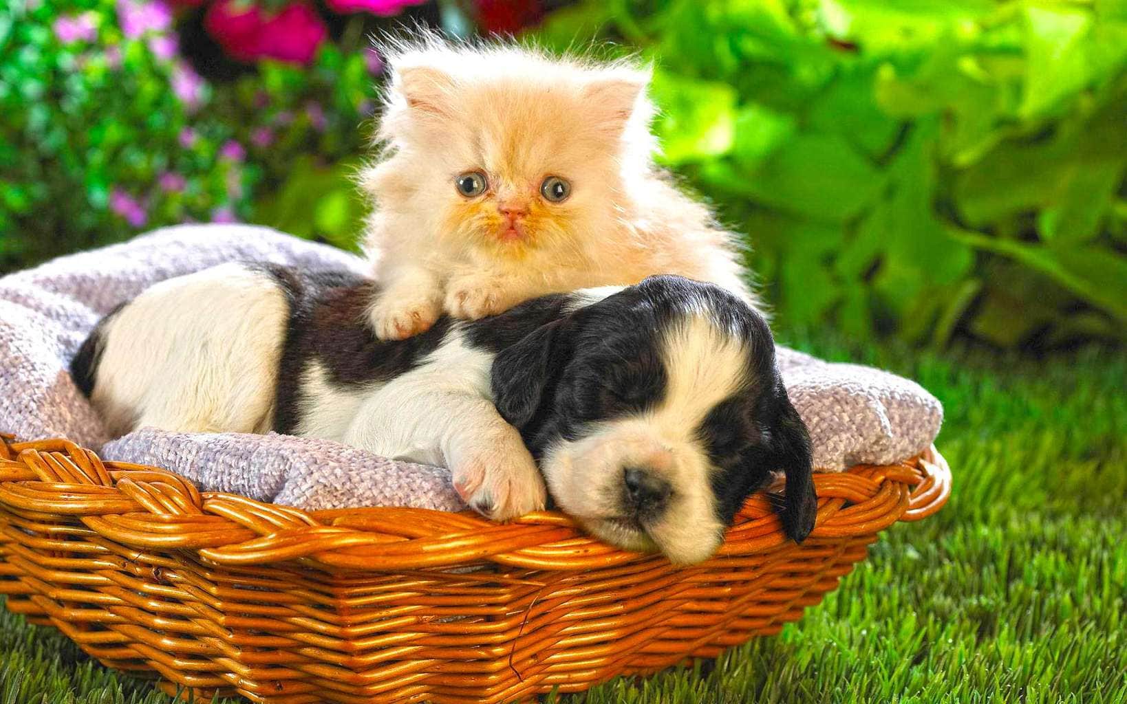 Cute Animal Friends Wallpapers - Top Free Cute Animal Friends ...