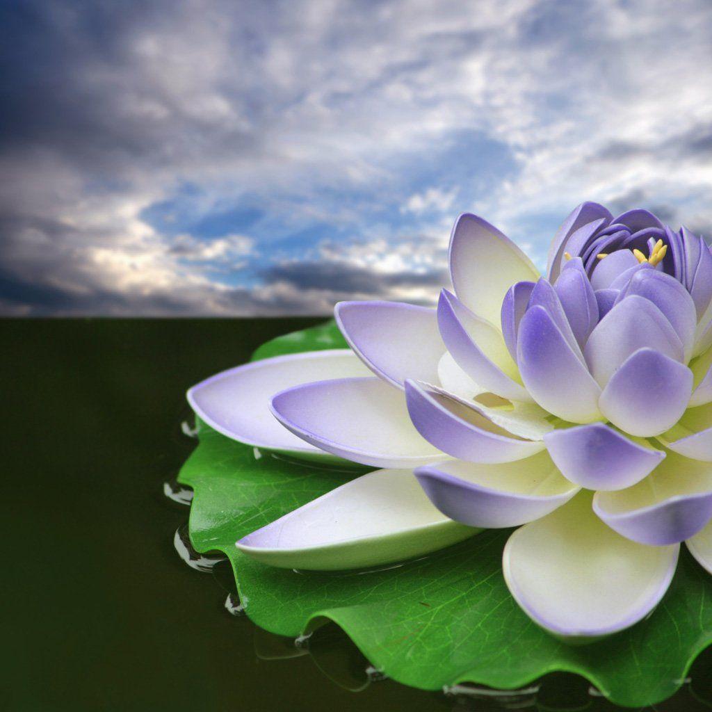 Abstract Lotus Wallpapers - Top Free Abstract Lotus Backgrounds ...