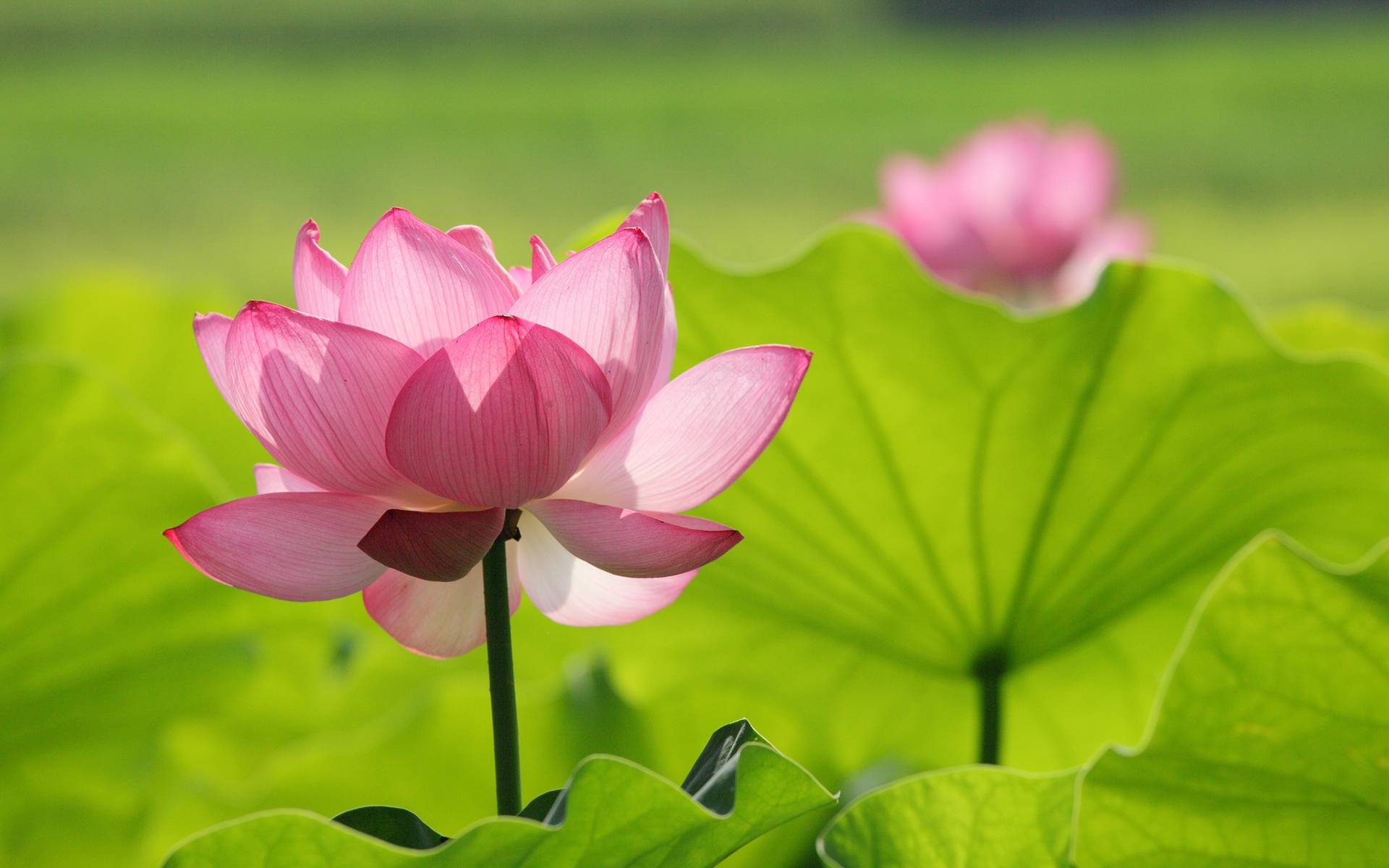 HD Lotus Wallpapers - Top Free HD Lotus Backgrounds - WallpaperAccess