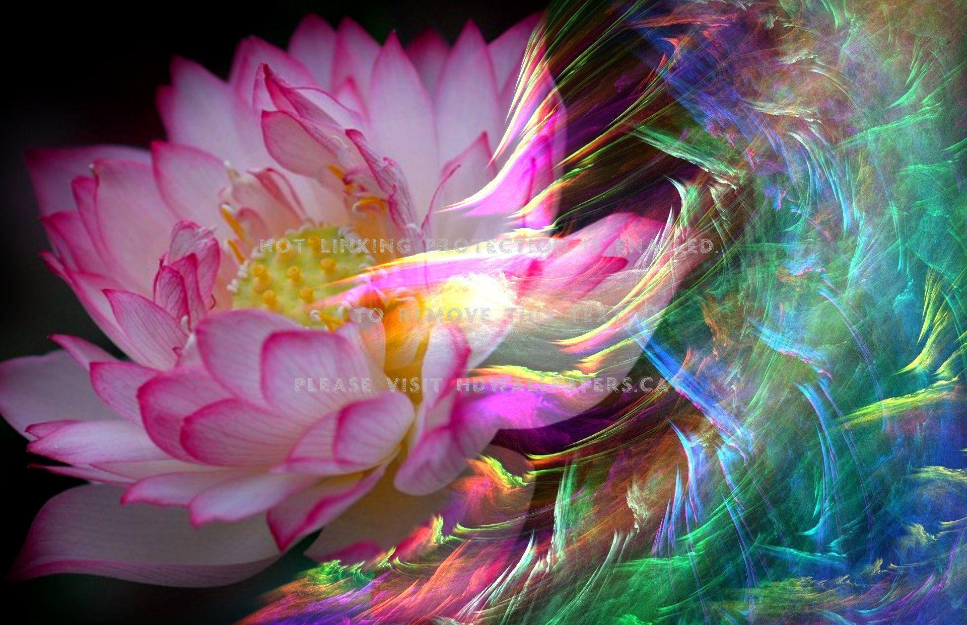 Abstract Lotus Wallpapers - Top Free Abstract Lotus Backgrounds ...