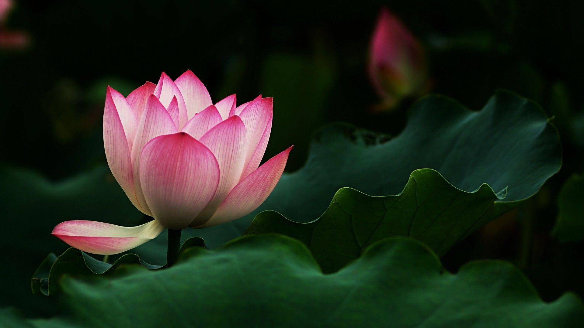 Abstract Lotus Wallpapers - Top Free Abstract Lotus Backgrounds ...