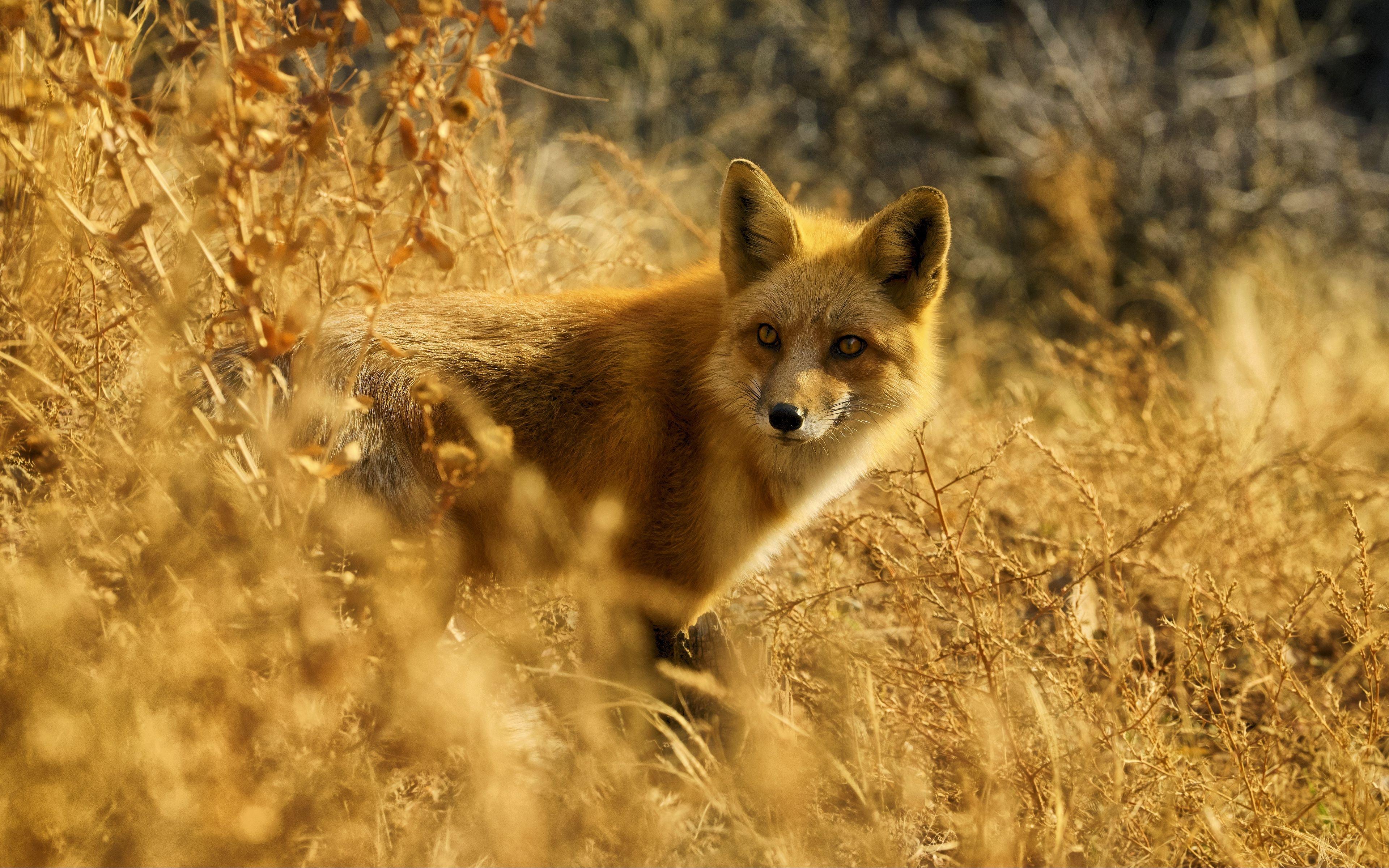 4K Wildlife Wallpapers - Top Free 4K Wildlife Backgrounds - WallpaperAccess