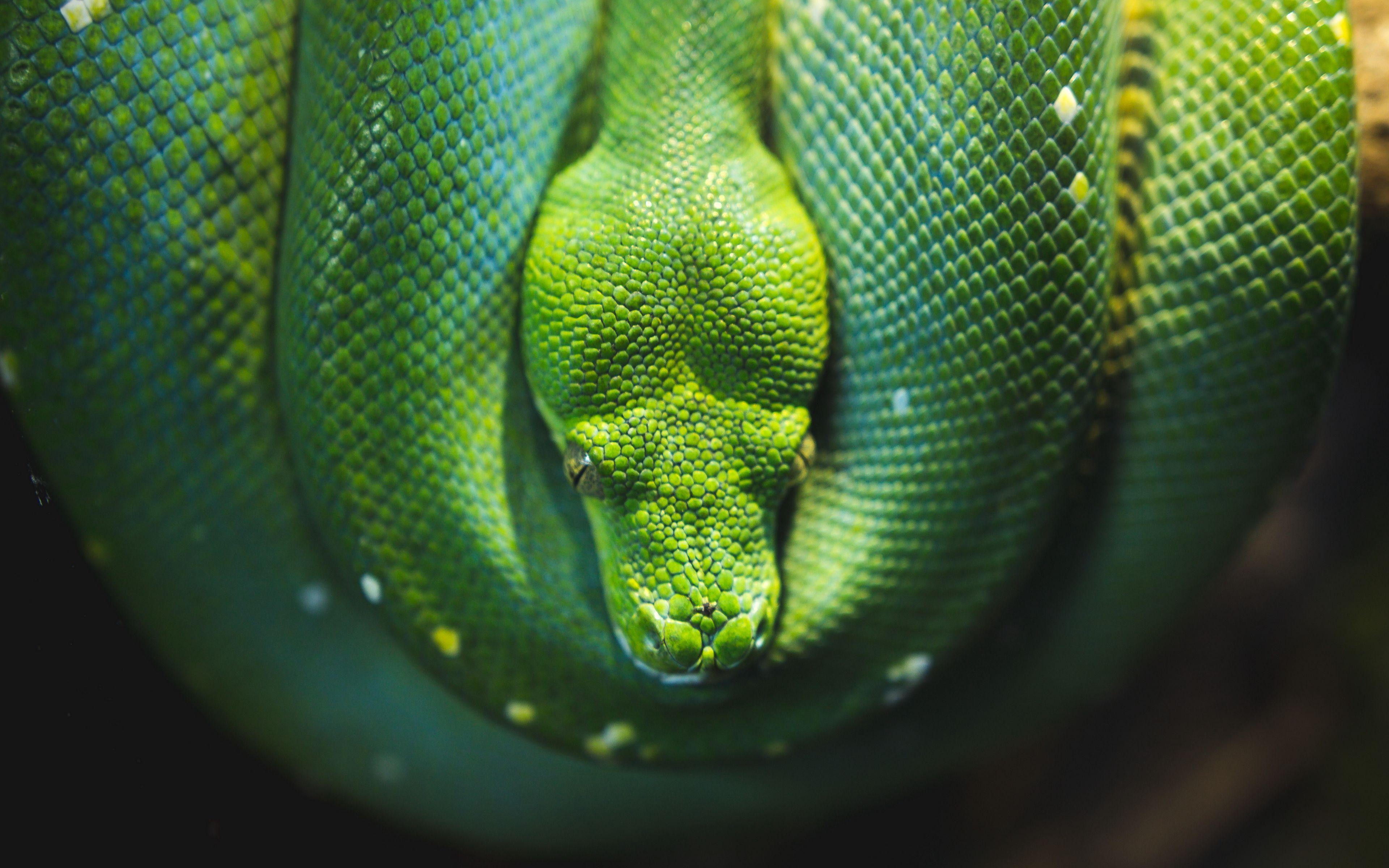 4K Wildlife Wallpapers - Top Free 4K Wildlife Backgrounds - WallpaperAccess