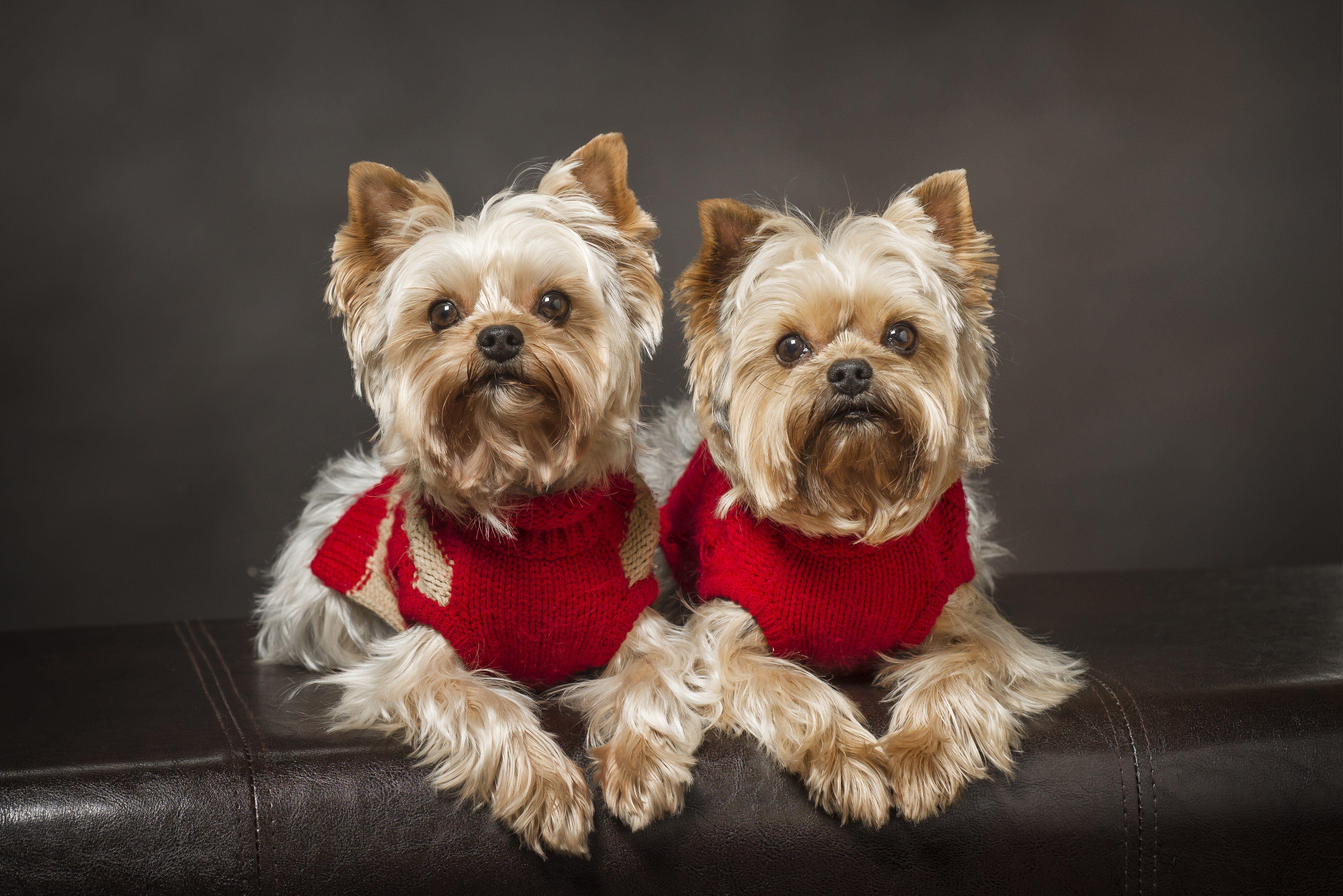 Christmas Yorkie Wallpapers - Top Free Christmas Yorkie Backgrounds ...