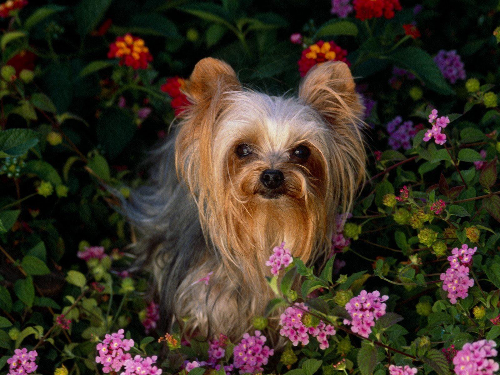 Yorkie Puppies Wallpapers - Top Free Yorkie Puppies Backgrounds ...