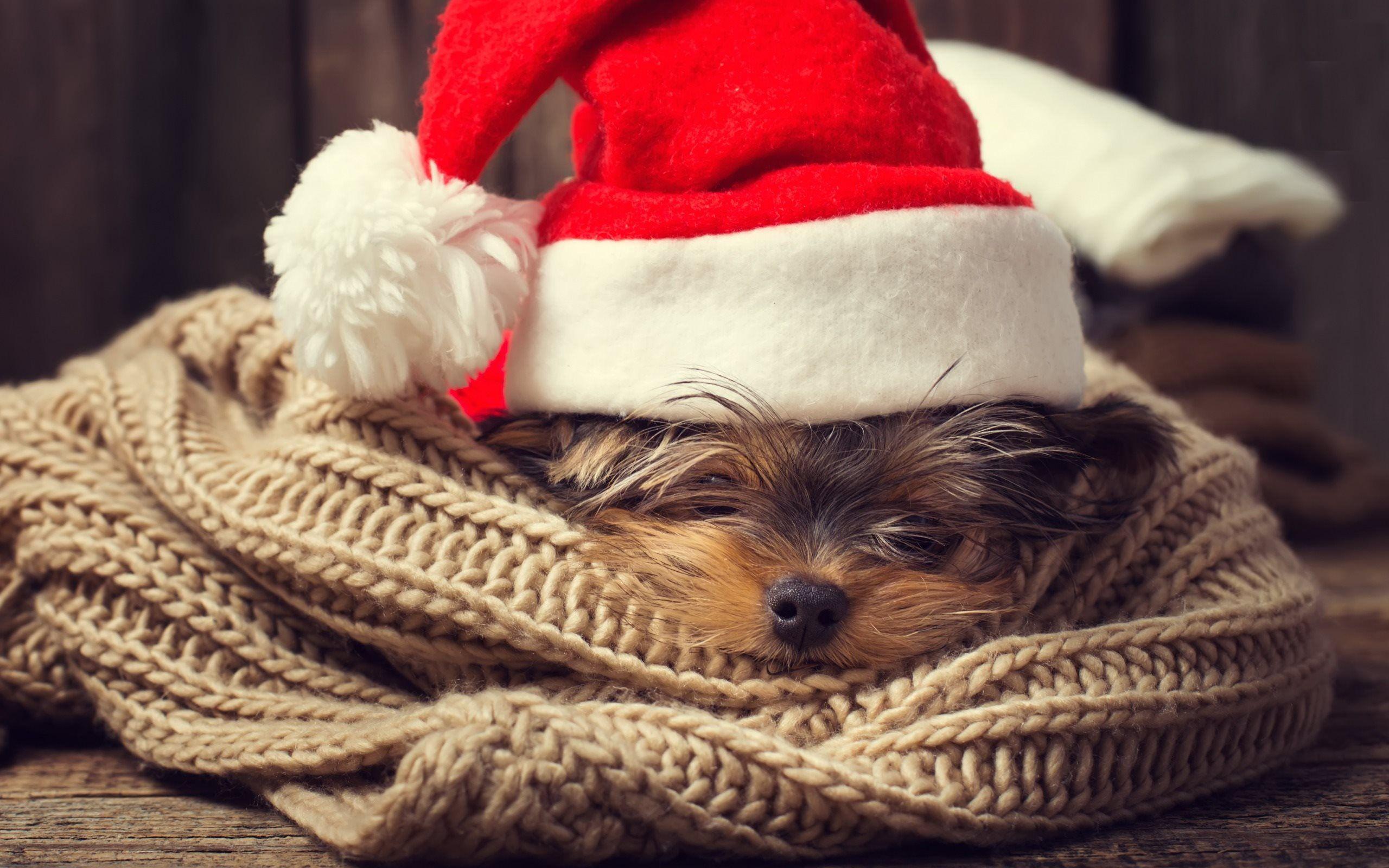Christmas Yorkie Wallpapers - Top Free Christmas Yorkie Backgrounds ...