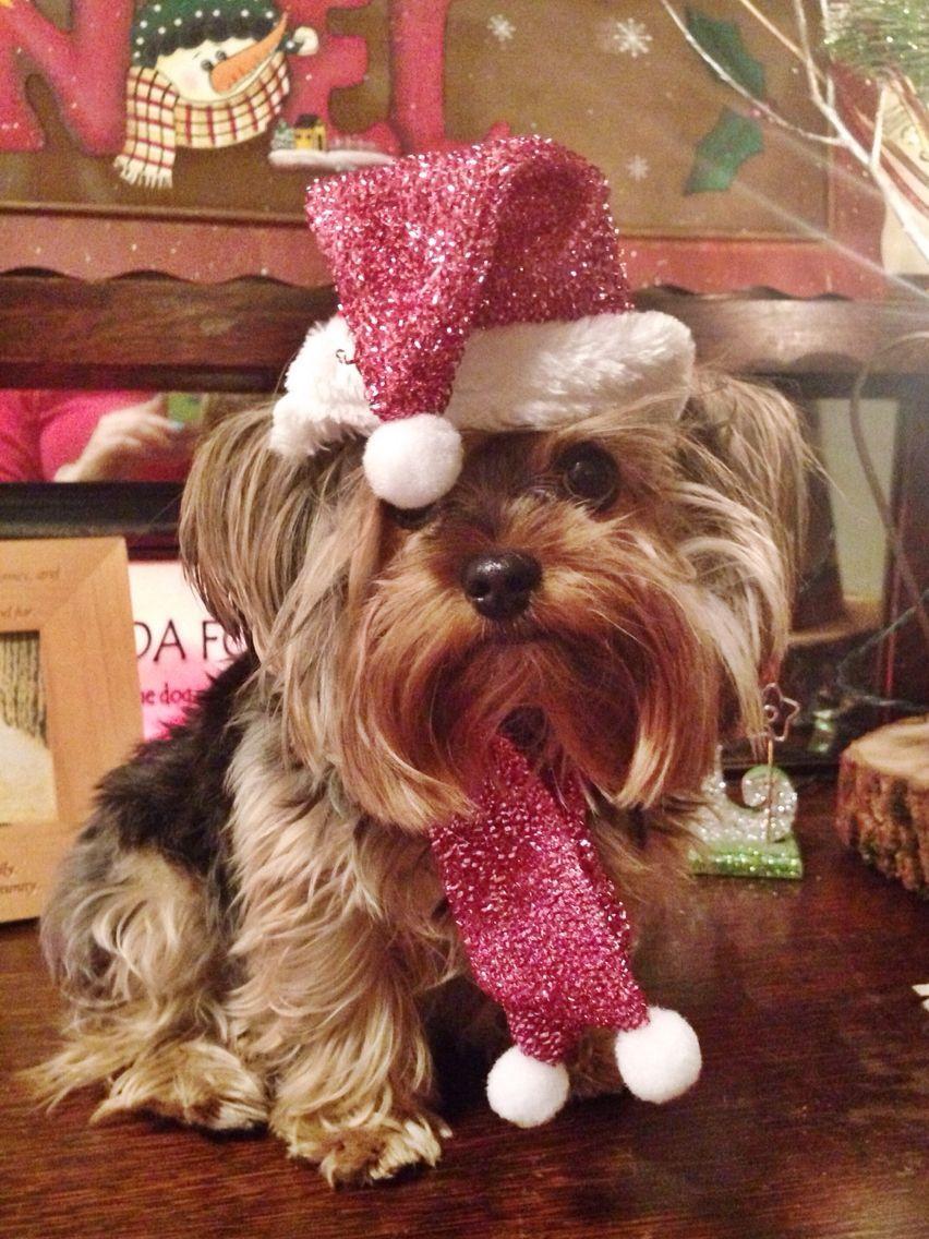 Christmas Yorkie Wallpapers - Top Free Christmas Yorkie Backgrounds ...
