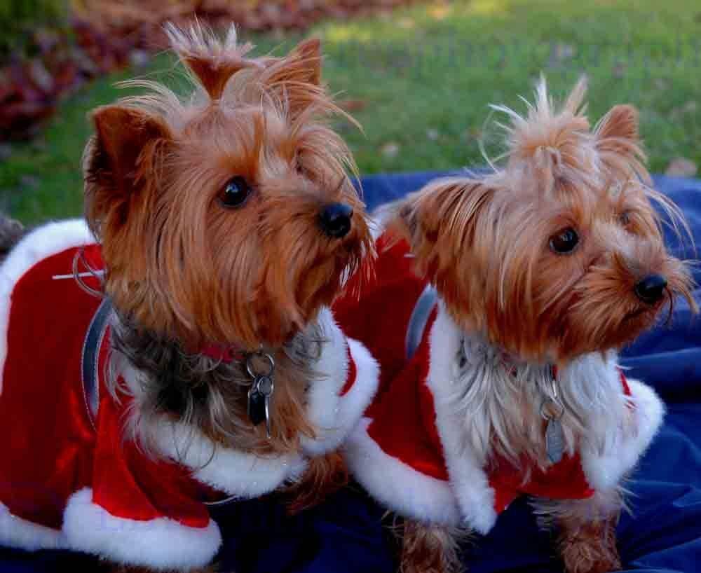 Christmas Yorkie Wallpapers - Top Free Christmas Yorkie Backgrounds ...